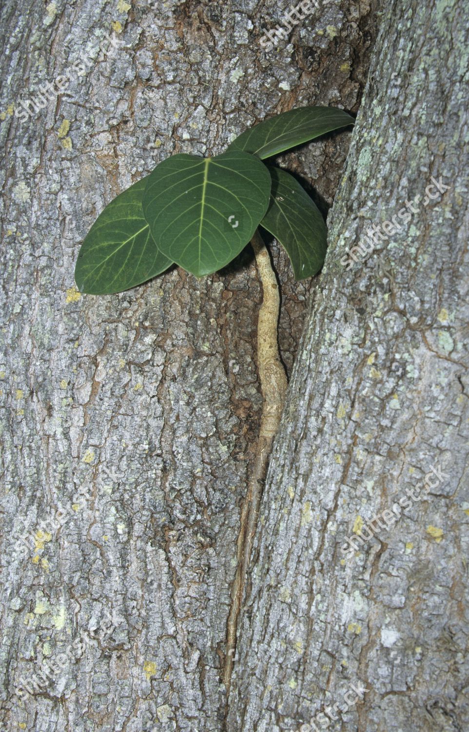 Strangler Fig Ficus Aurea Seedling Germinating Editorial Stock Photo ...