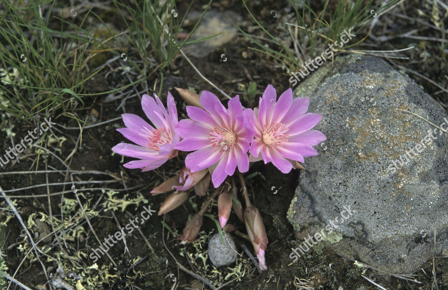 Bitterroot Lewisia Rediviva Flowering Montana Usa Editorial Stock Photo ...