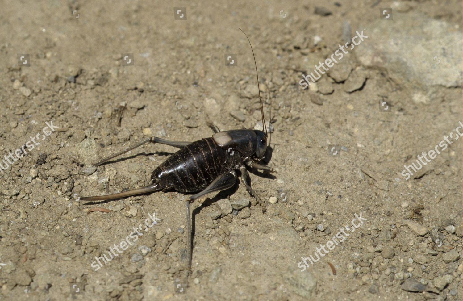 Mormon Cricket Anabrus Simplex Arizona Usa Editorial Stock Photo ...