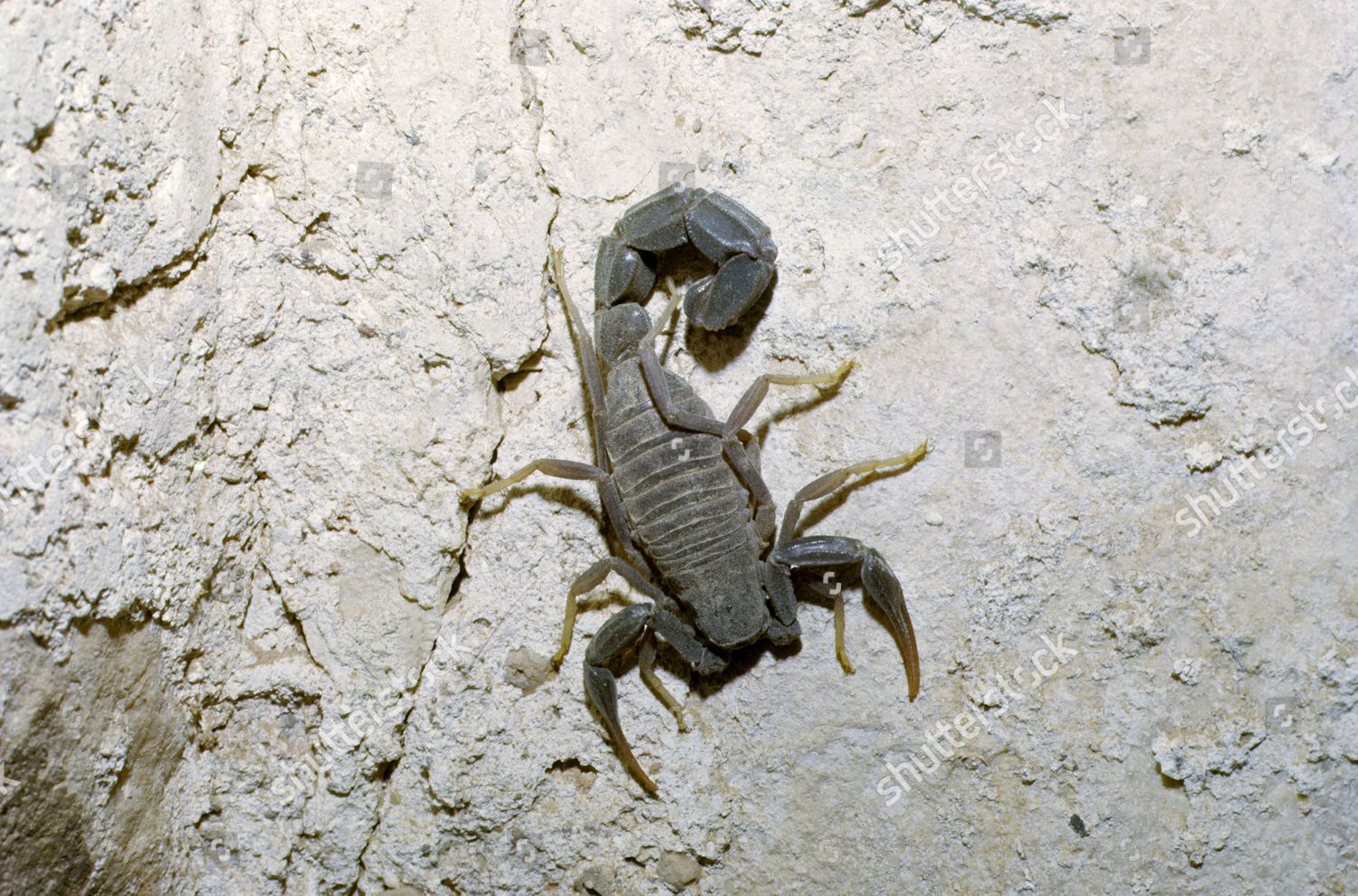 Arabian Fattailed Scorpion Androctonus Crassicauda Jordan Editorial ...