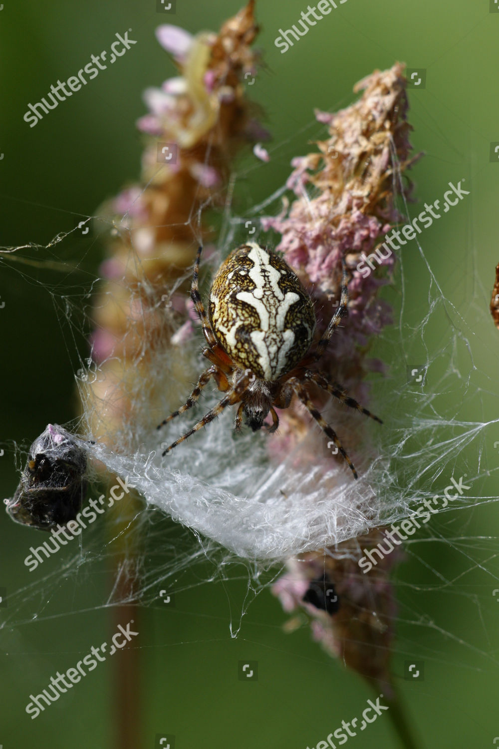 Oak Spider Aculepeira Ceropegia Syn Araneus Editorial Stock Photo ...