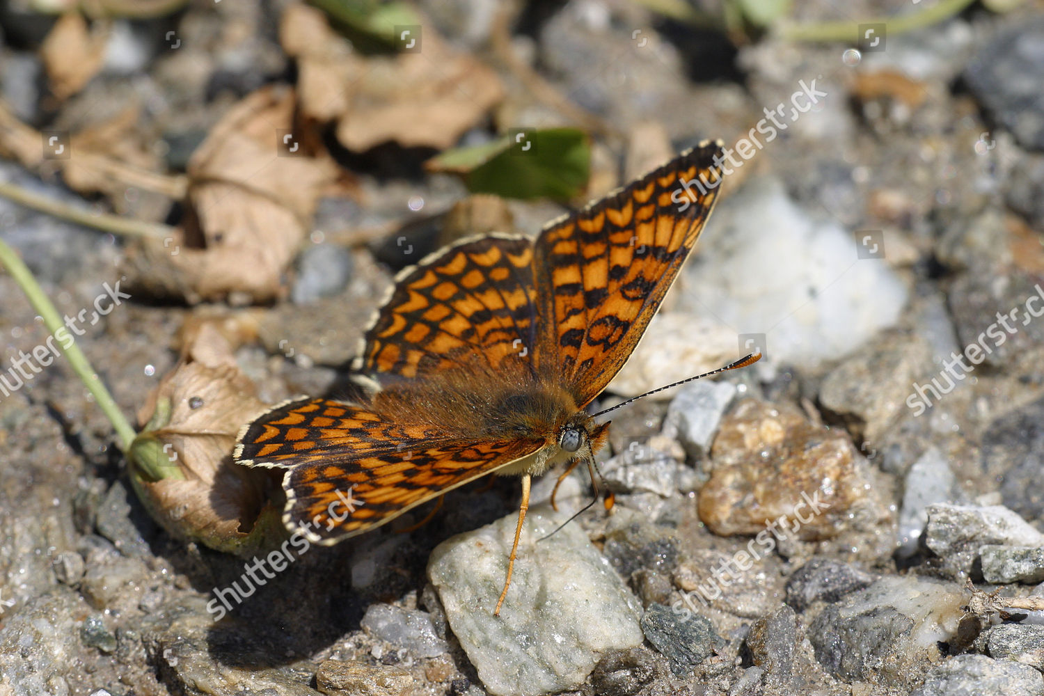 Knapweed Fritillary Melitaea Phoebe Wings Open Editorial Stock Photo ...
