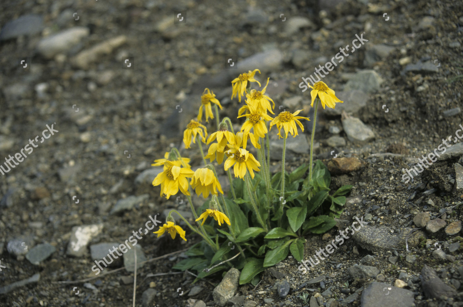 Alpine Arnica Arnica Alpina Flowering Editorial Stock Photo - Stock ...
