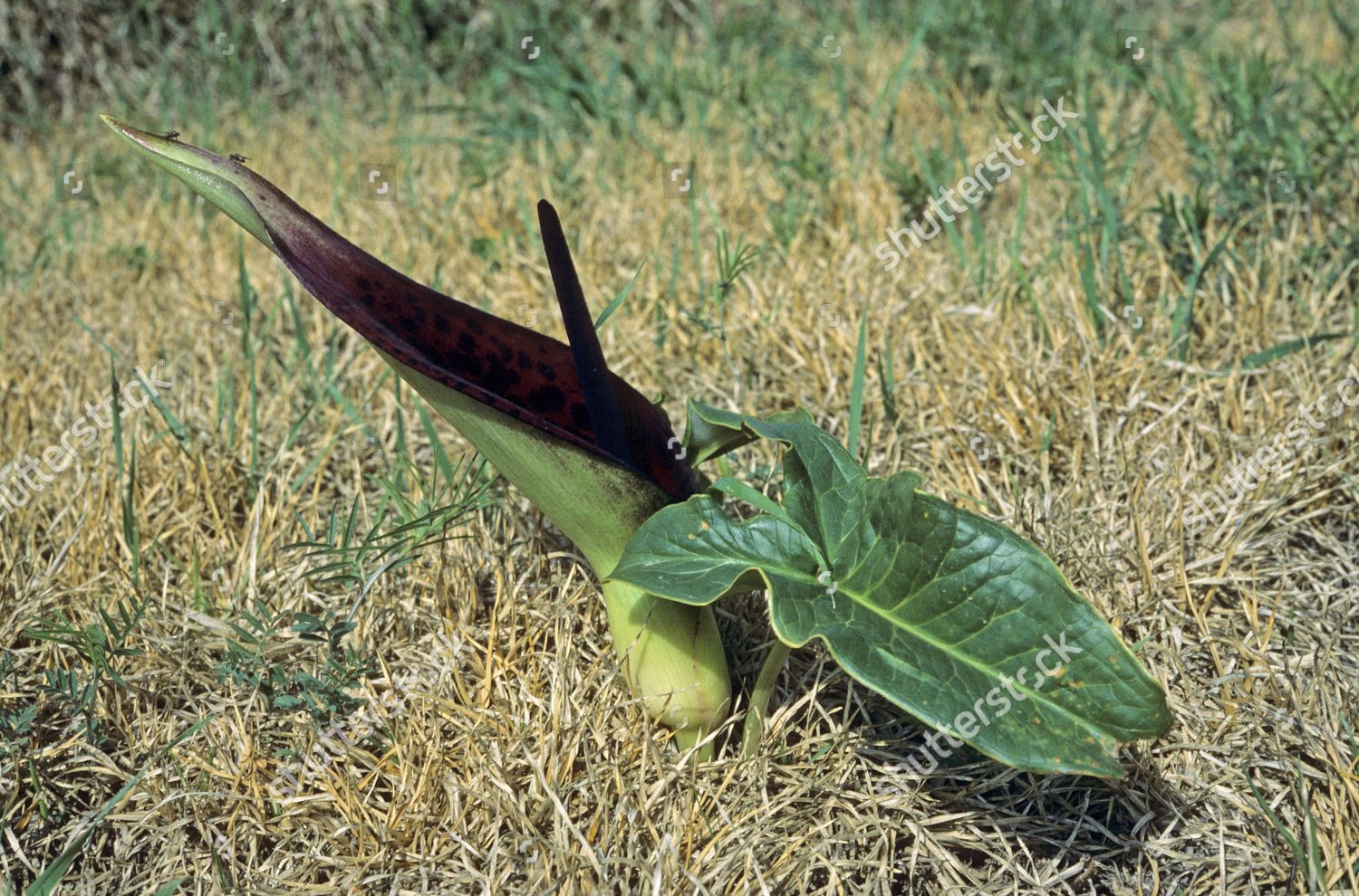 Black Calla Lily Arum Palaestinum Flower Editorial Stock Photo - Stock ...