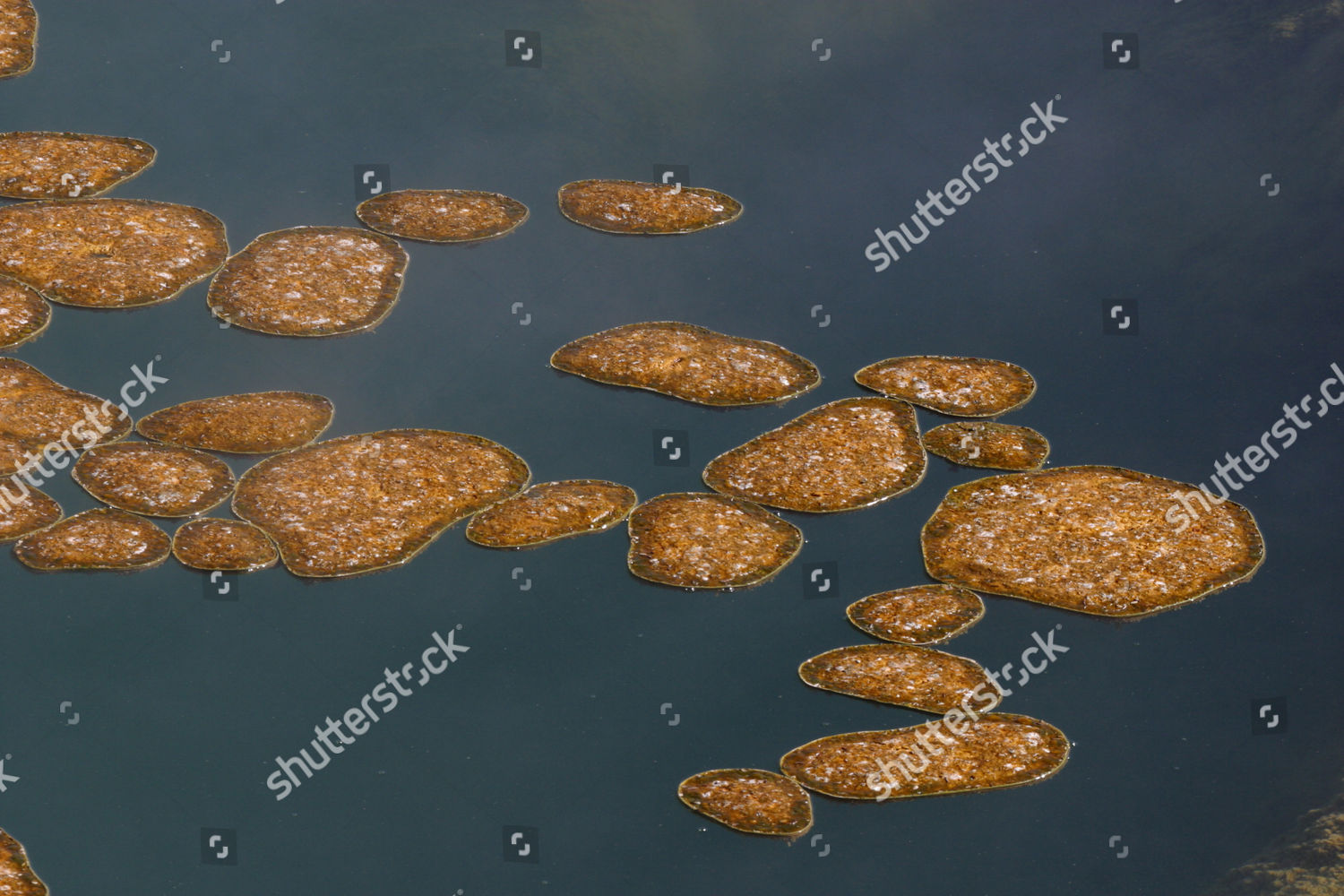 Hot Springs Bacterial Matts Growing On Editorial Stock Photo - Stock ...