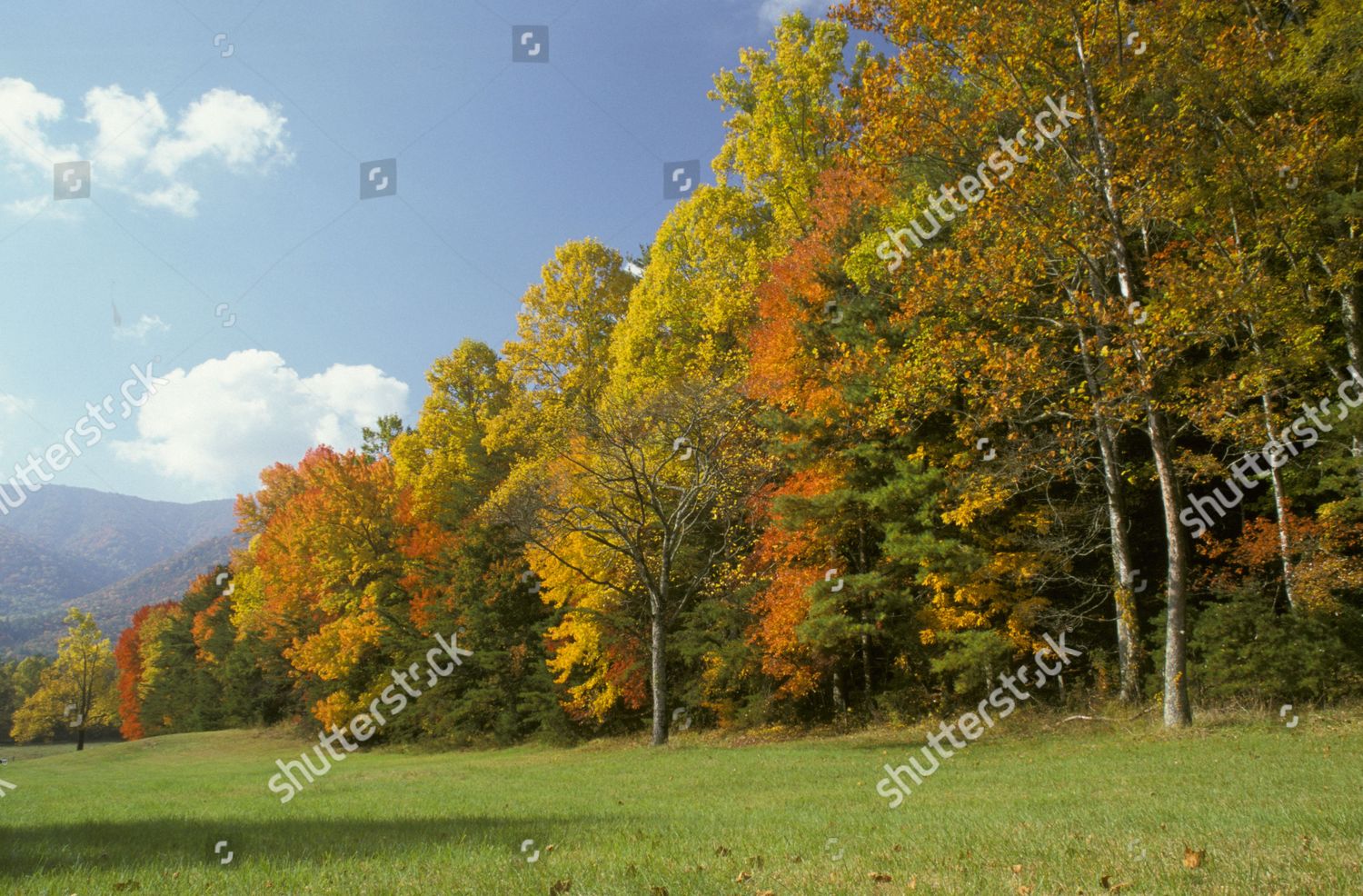 Maples Oaks Hickory Trees Autumn Tennessee Editorial Stock Photo ...