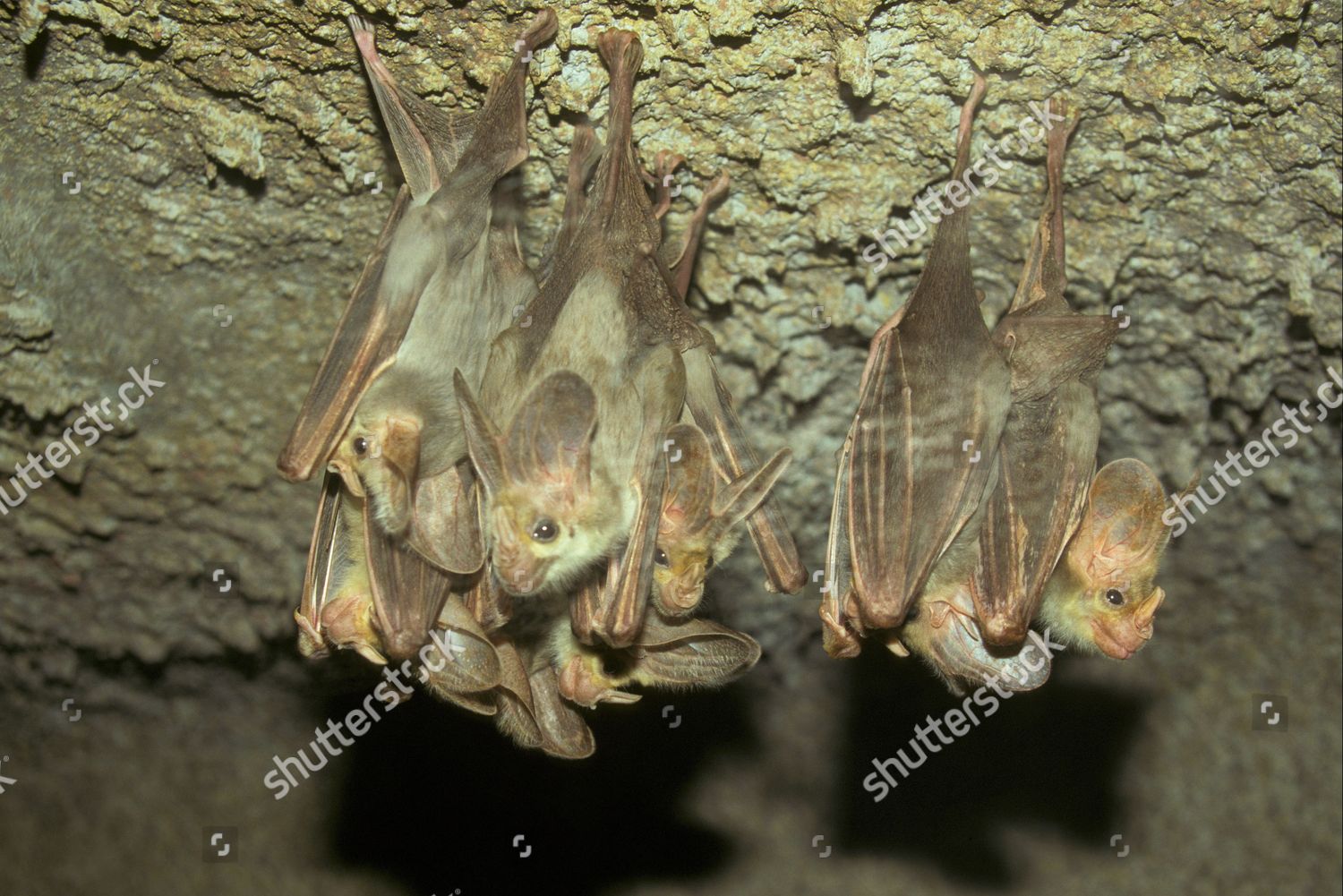 Ghost Bats Macroderma Gigas Australia Editorial Stock Photo - Stock ...