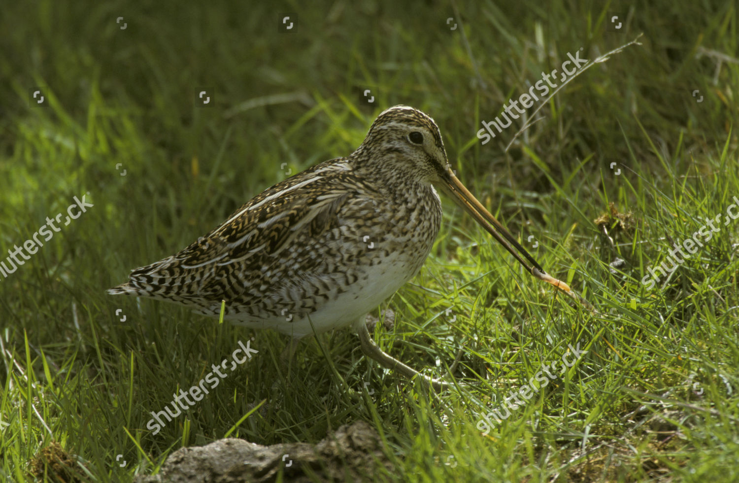 Magellan Snipe Gallinago G Paraguaiae Catching Editorial Stock Photo ...