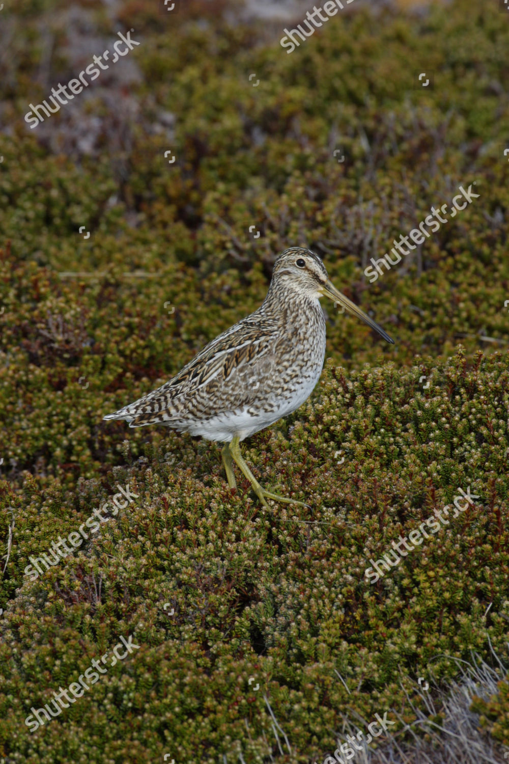Magellan Snipe Gallinago G Paraguaiae Falkland Editorial Stock Photo ...
