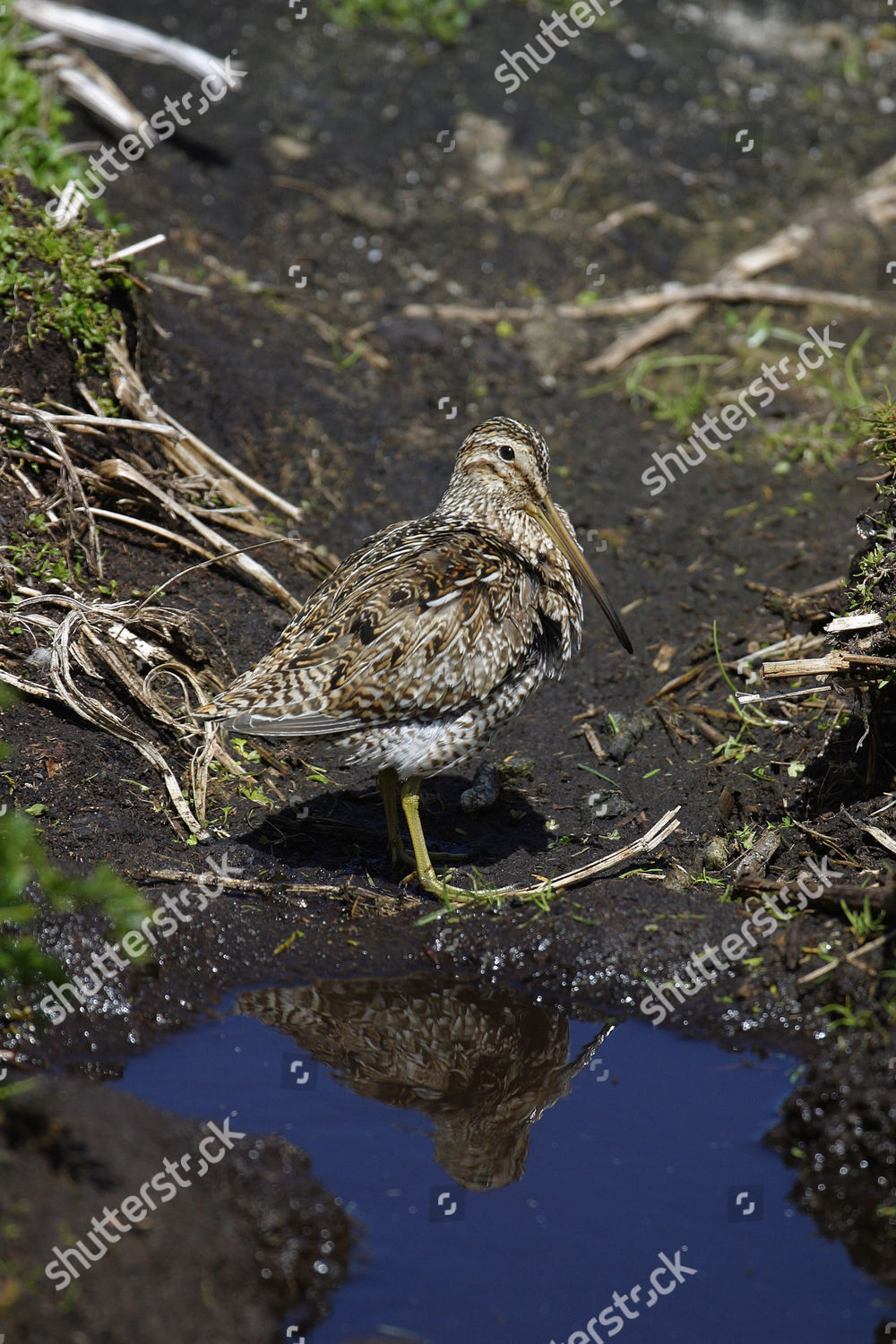 Magellan Snipe Gallinago G Paraguaiae Standing Editorial Stock Photo ...