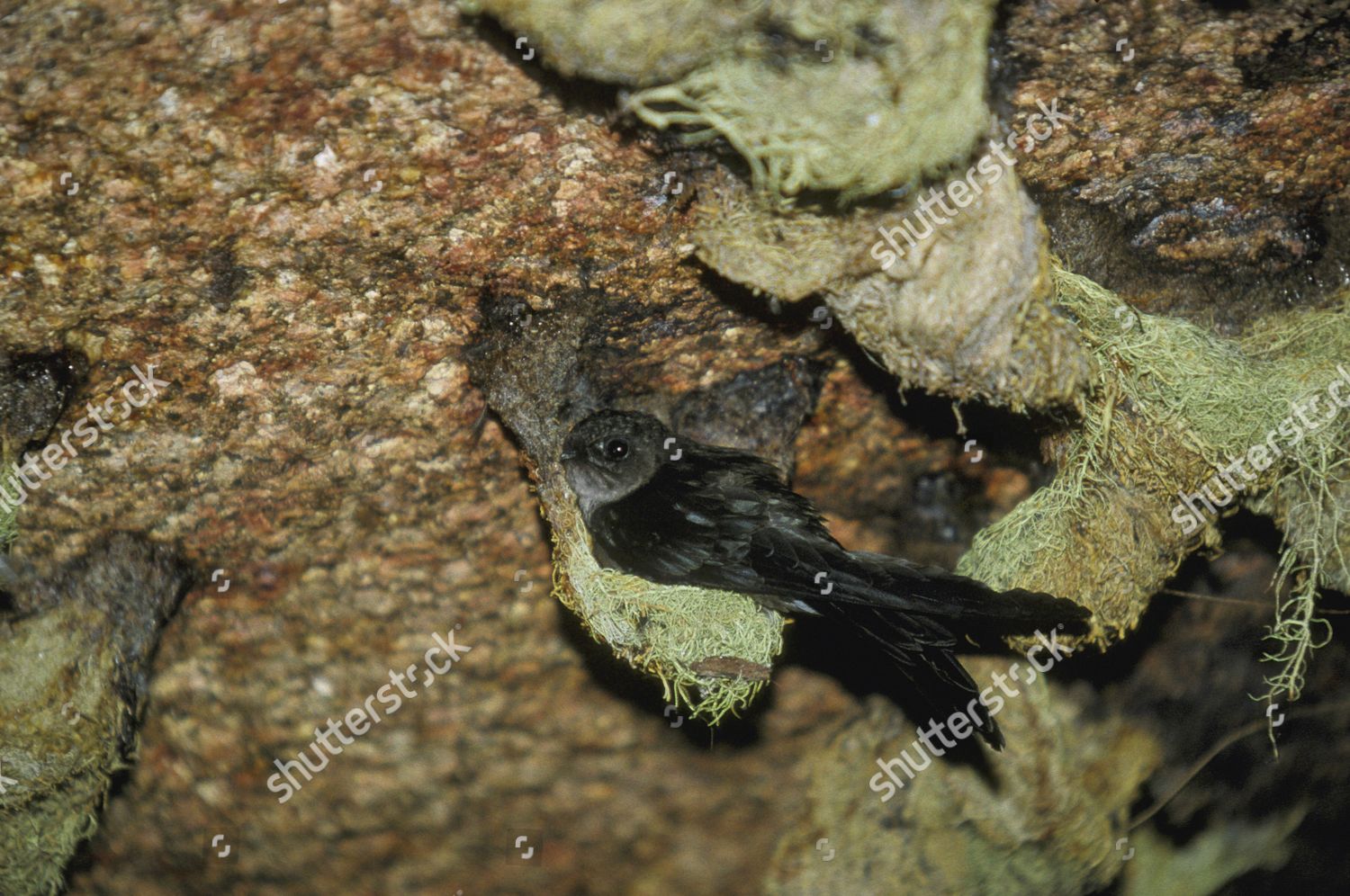 Seychelles Cave Swiftlet Collocalia Francica Elaphra Editorial Stock ...