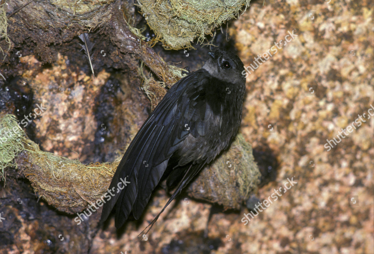 Seychelles Cave Swiftlet Collocalia Francica La Editorial Stock Photo ...