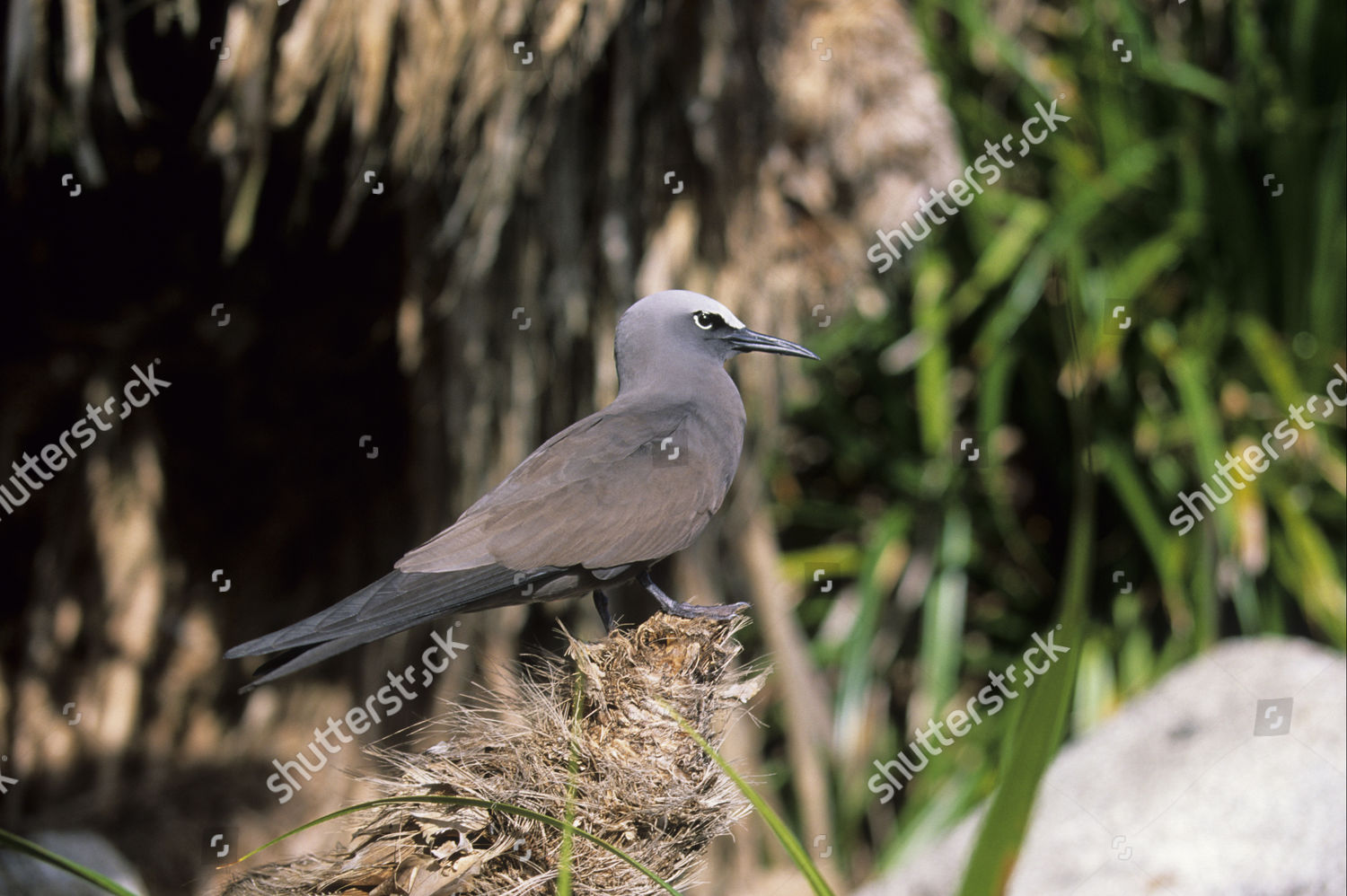 Brown Noddy Common Noddy Anous Stolidus Editorial Stock Photo - Stock ...