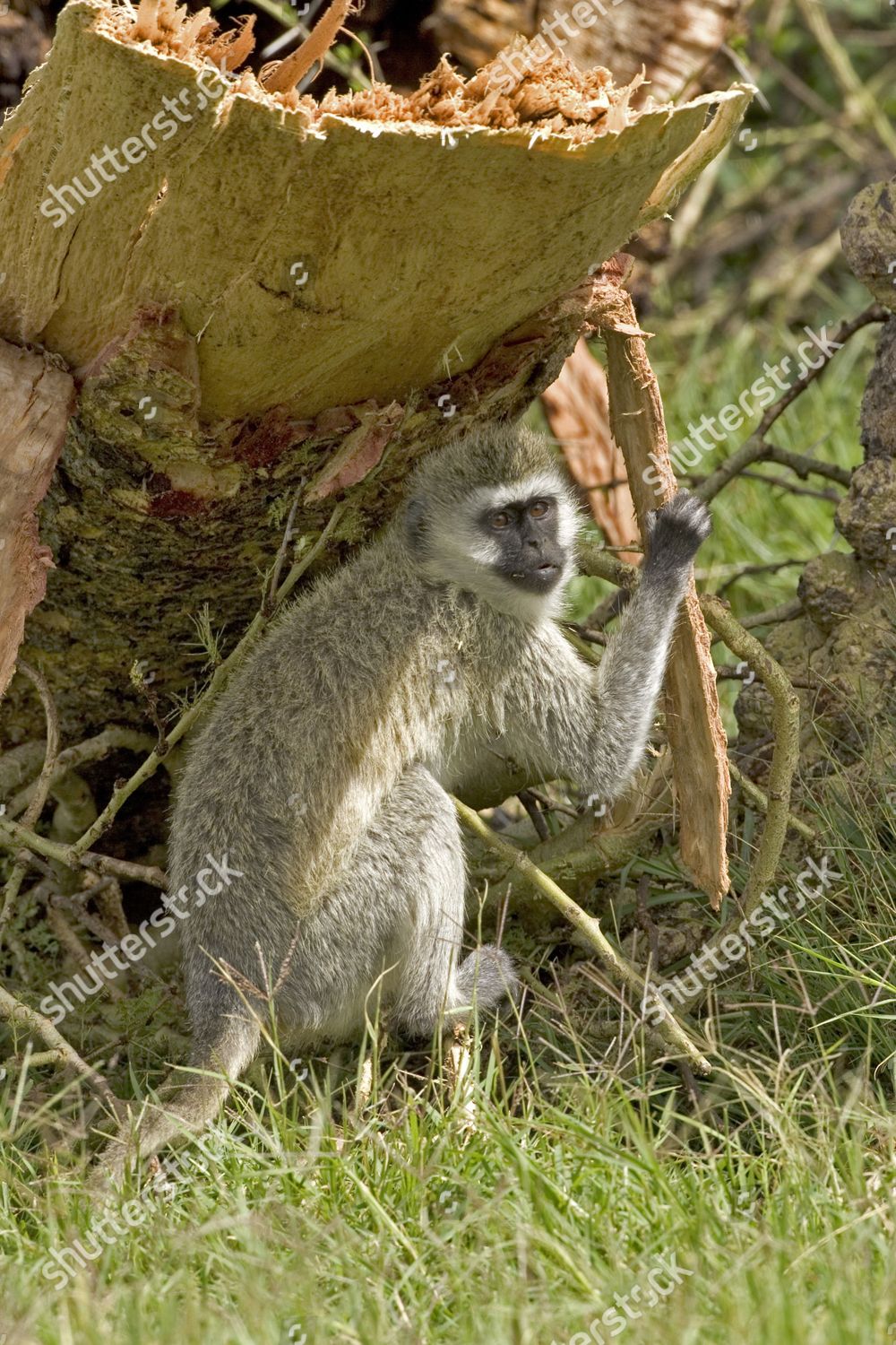 Blackfaced Vervet Monkey Cercopithecus Aethiops Editorial Stock Photo ...