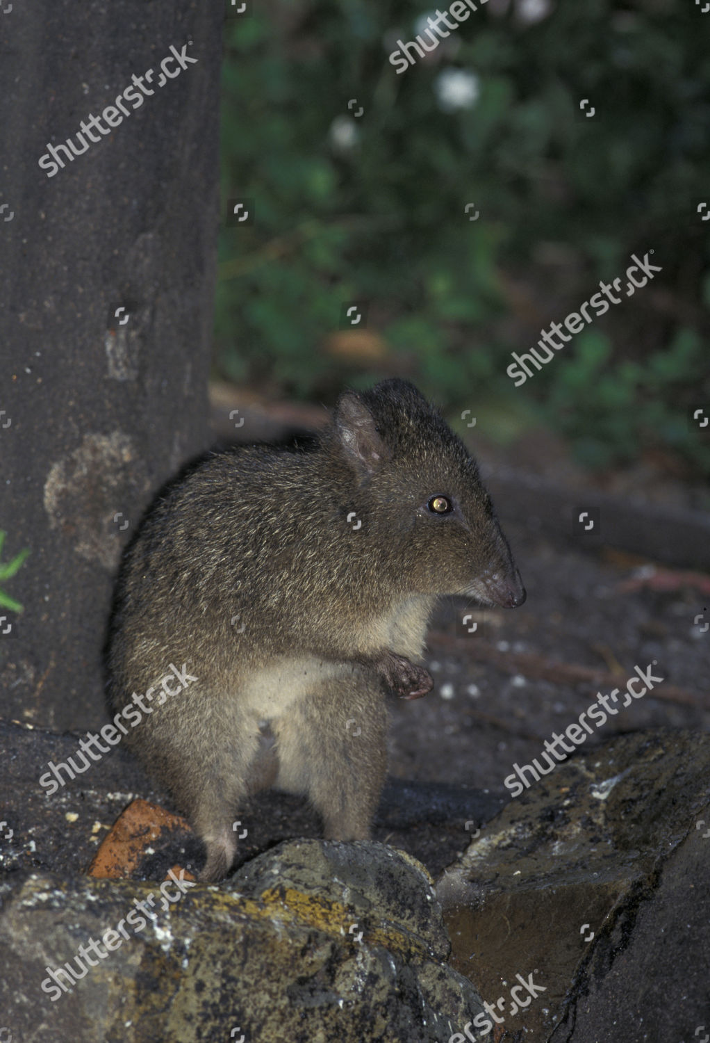 Longnosed Potoroo Potorous Tridactylus Tasmania Australia Editorial ...
