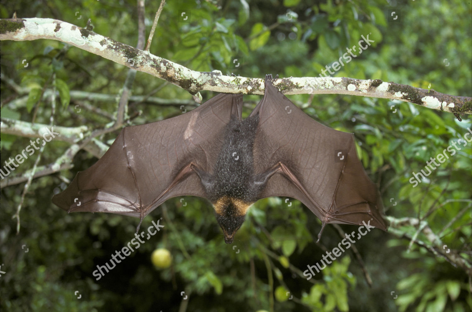 Spectacled Flying Fox Spectacled Fruit Bat Editorial Stock Photo ...