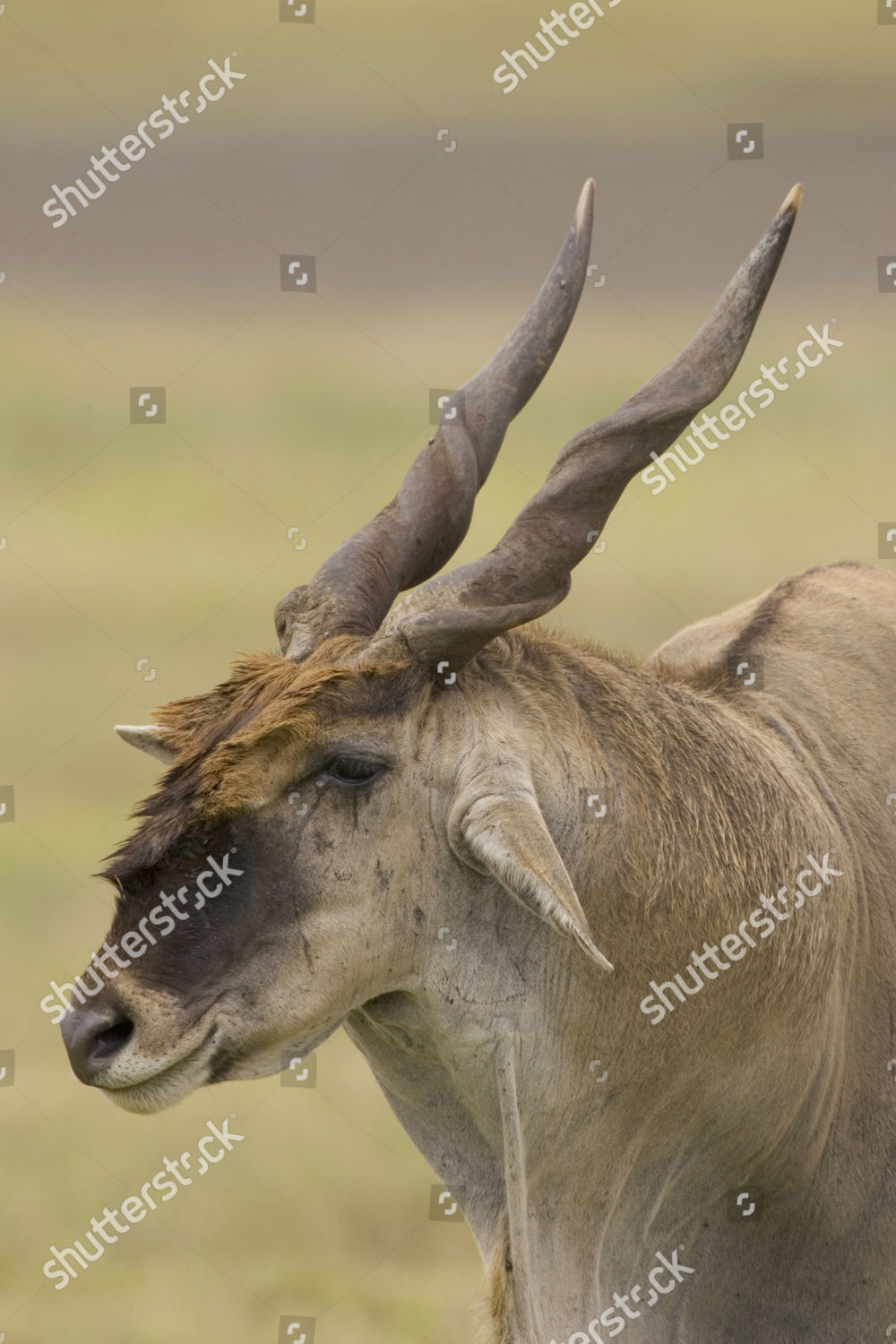 Eland Taurotragus Oryx Bull Portrait Ngorongoro Editorial Stock Photo ...