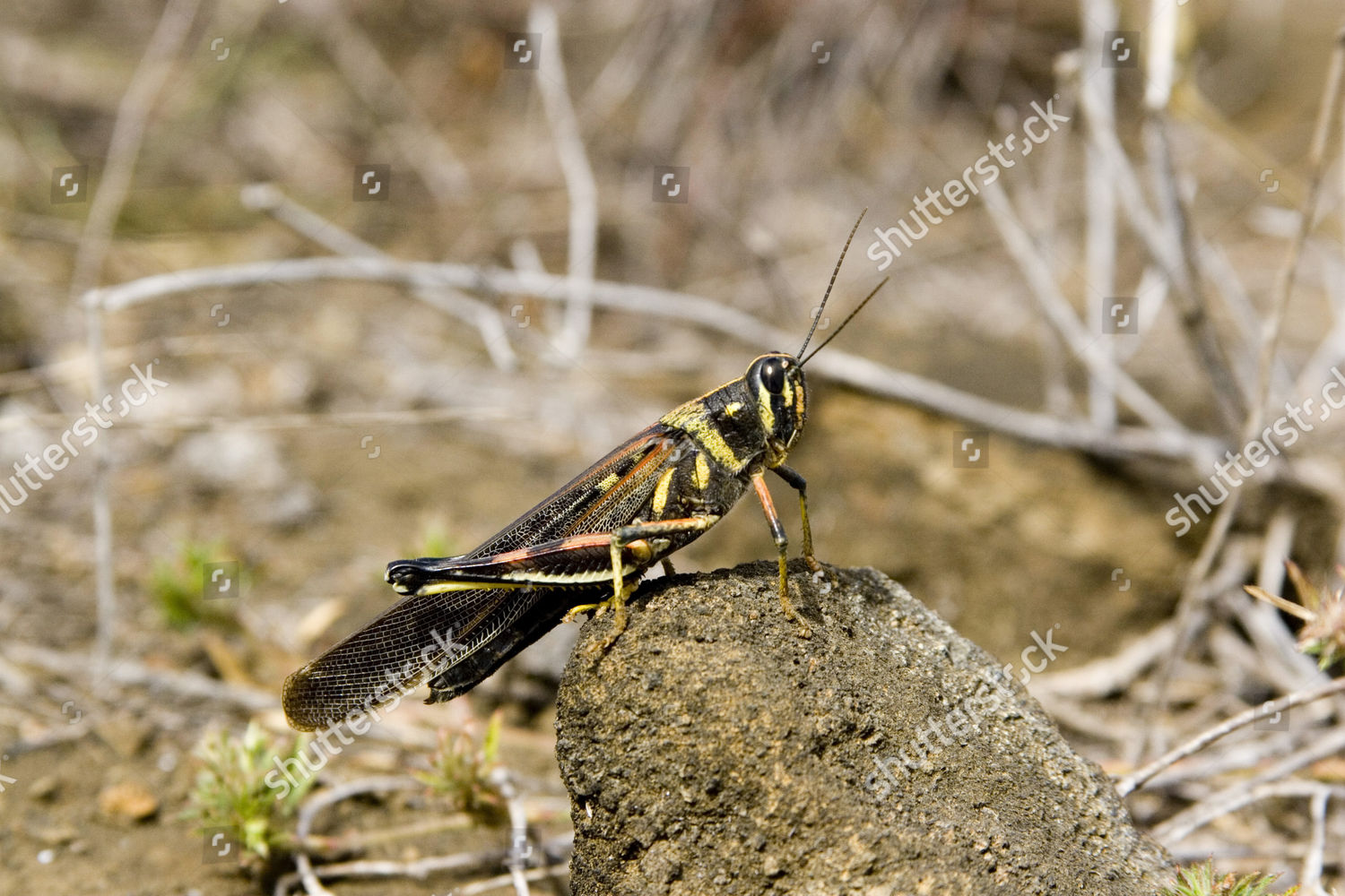 Large Painted Locust Schistocerca Melanocera Islands Editorial Stock ...