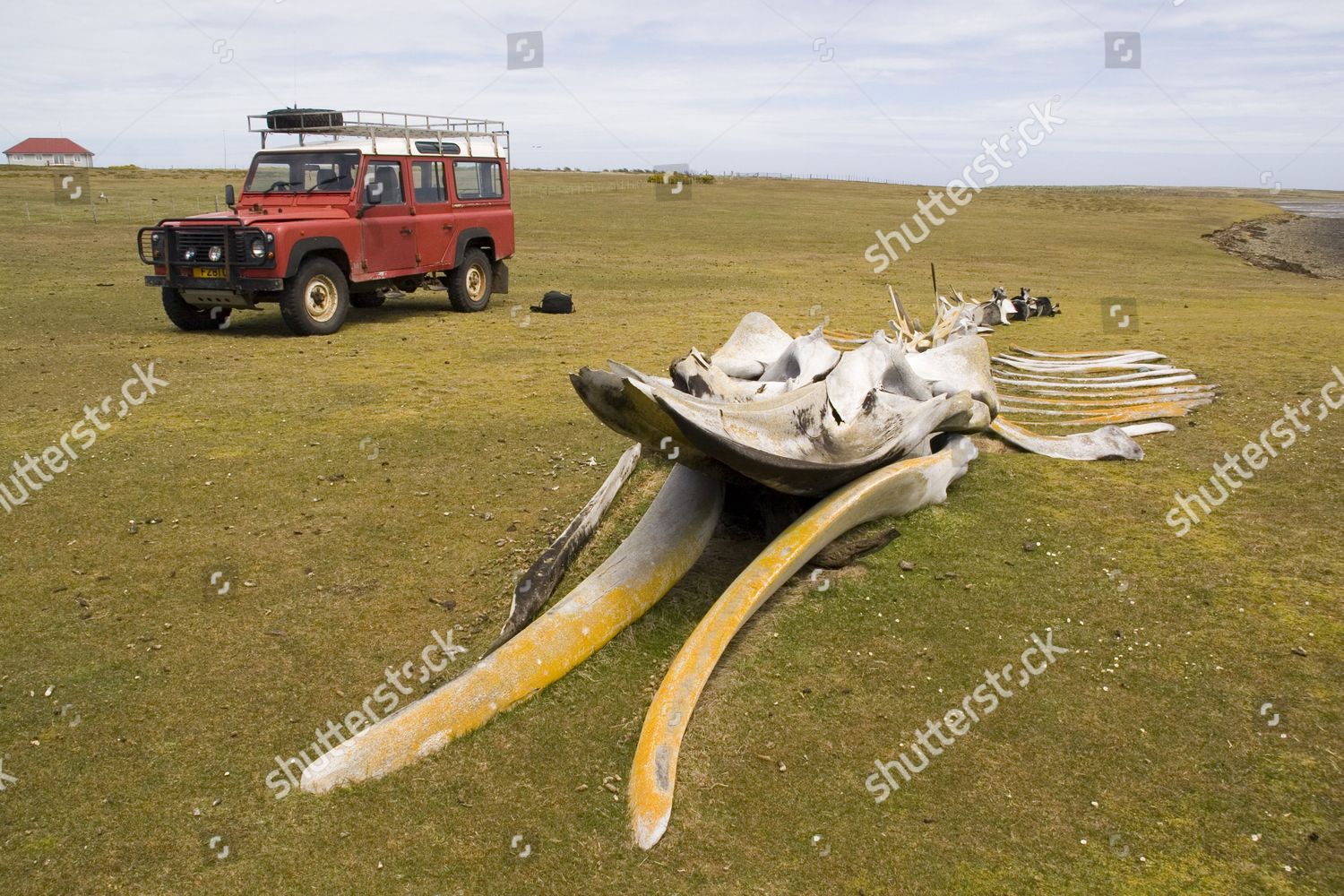 Whale Skeleton Land Rover On Bleaker Editorial Stock Photo - Stock ...