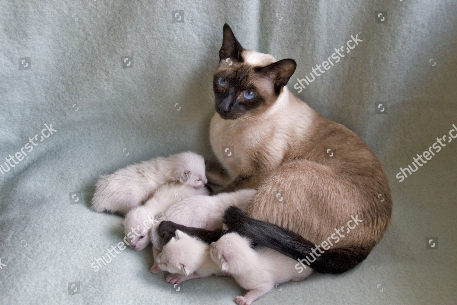 Female Siamese Seal Point Cat One Editorial Stock Photo - Stock Image ...
