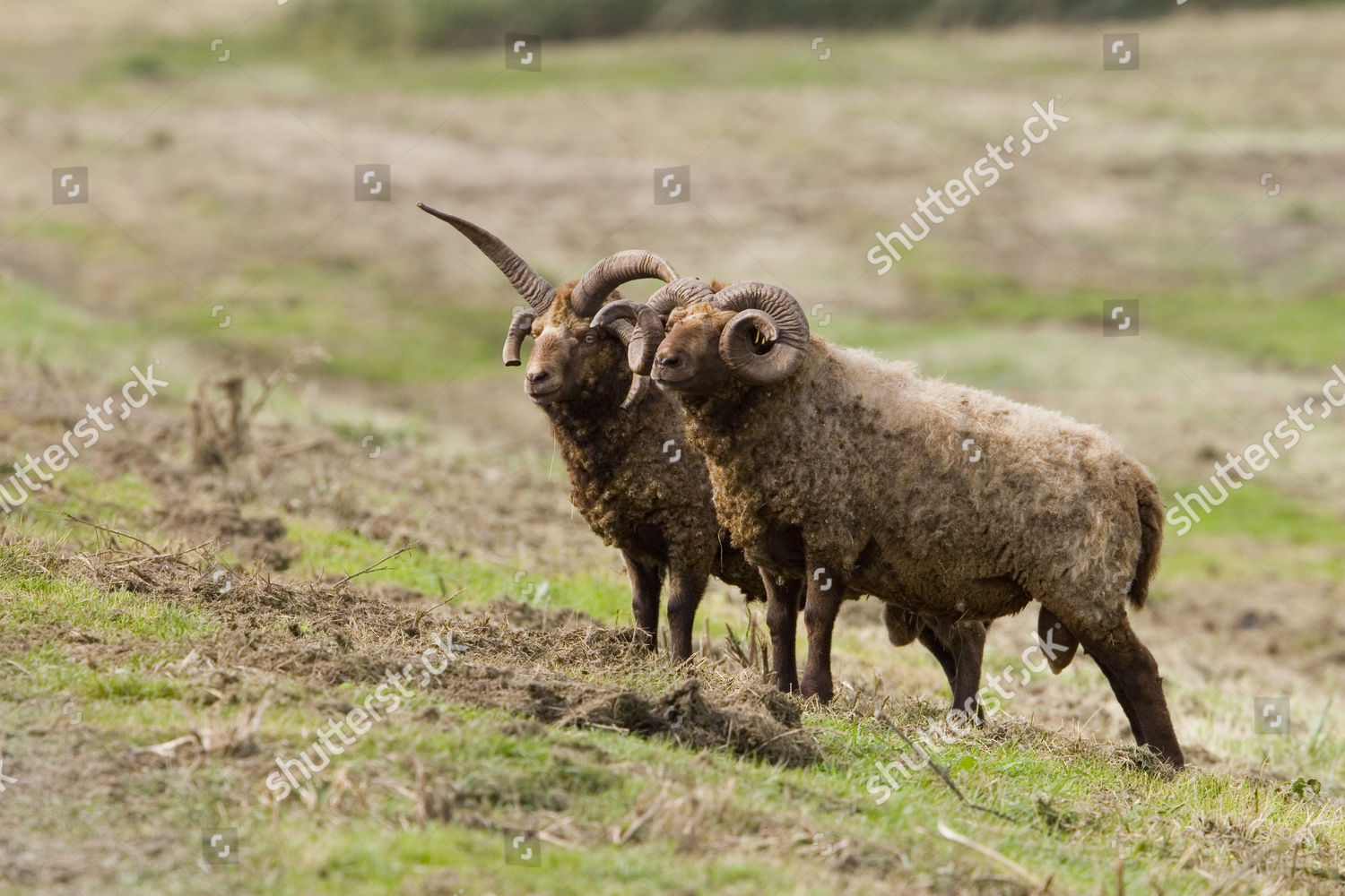 Manx Loaghtan Sheep Editorial Stock Photo - Stock Image | Shutterstock