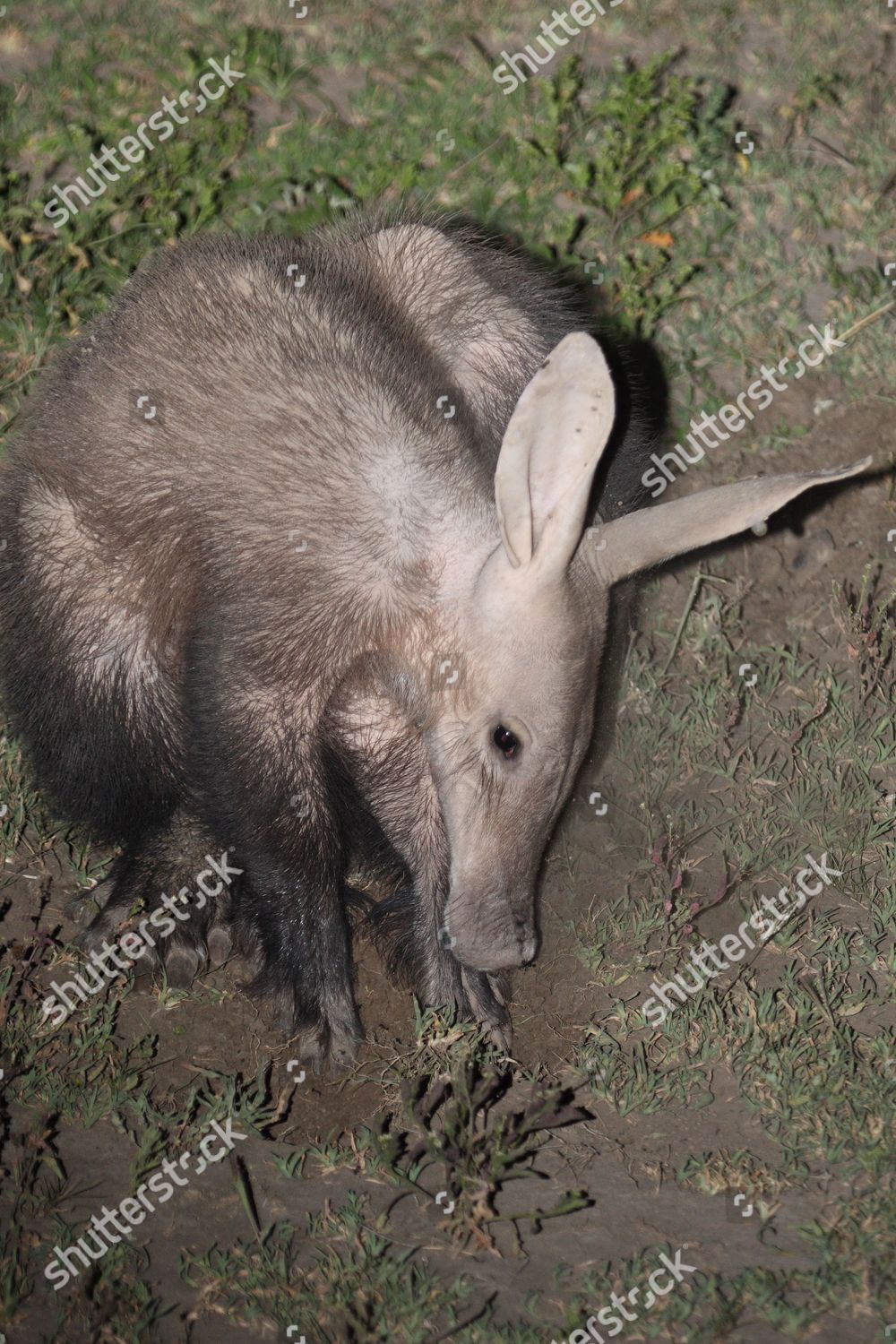 Aardvark Orycteropus Afer Subadult Digging Food Editorial Stock Photo ...