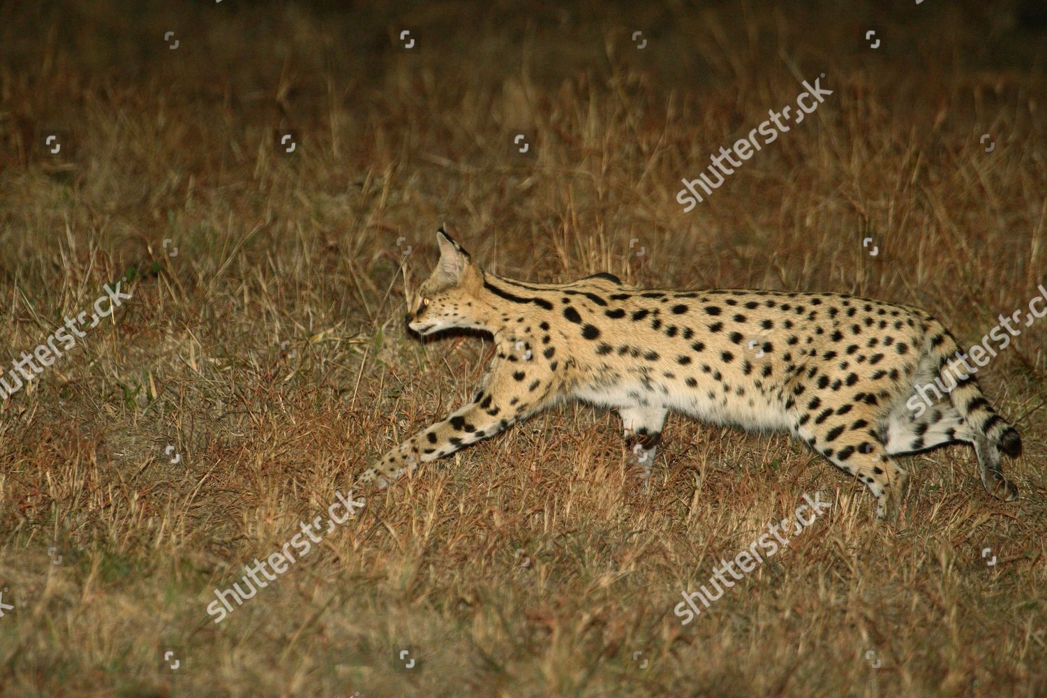 Serval Felis Serval Adult Stalking Prey Editorial Stock Photo - Stock ...