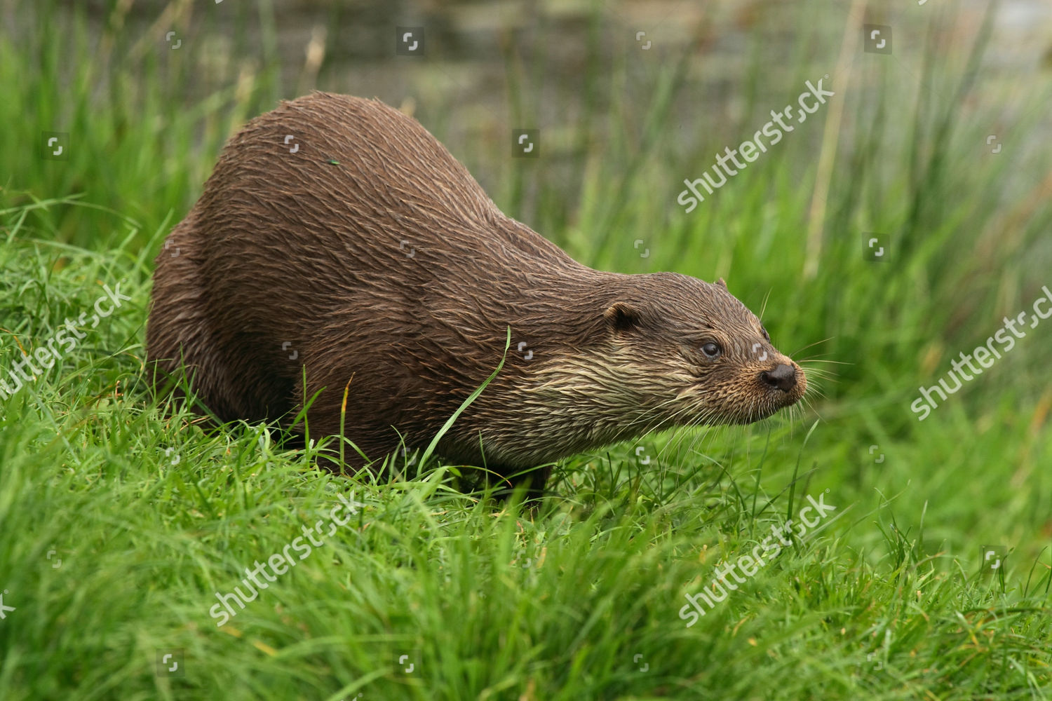European Otter Lutra Lutra Adult Standing Editorial Stock Photo - Stock ...