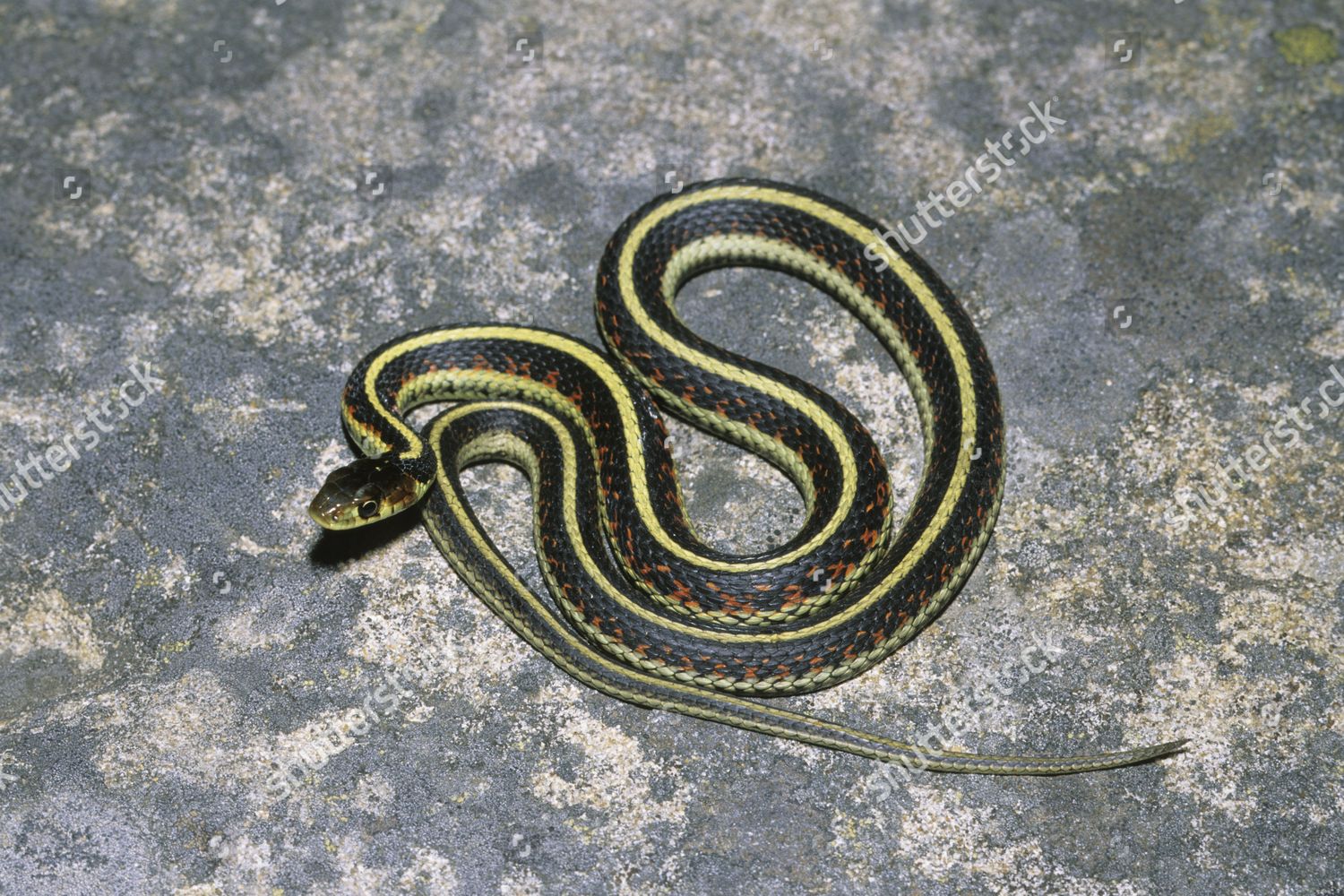 Valley Garter Snake Thamnophis Sirtalis Fitchi Editorial Stock Photo ...