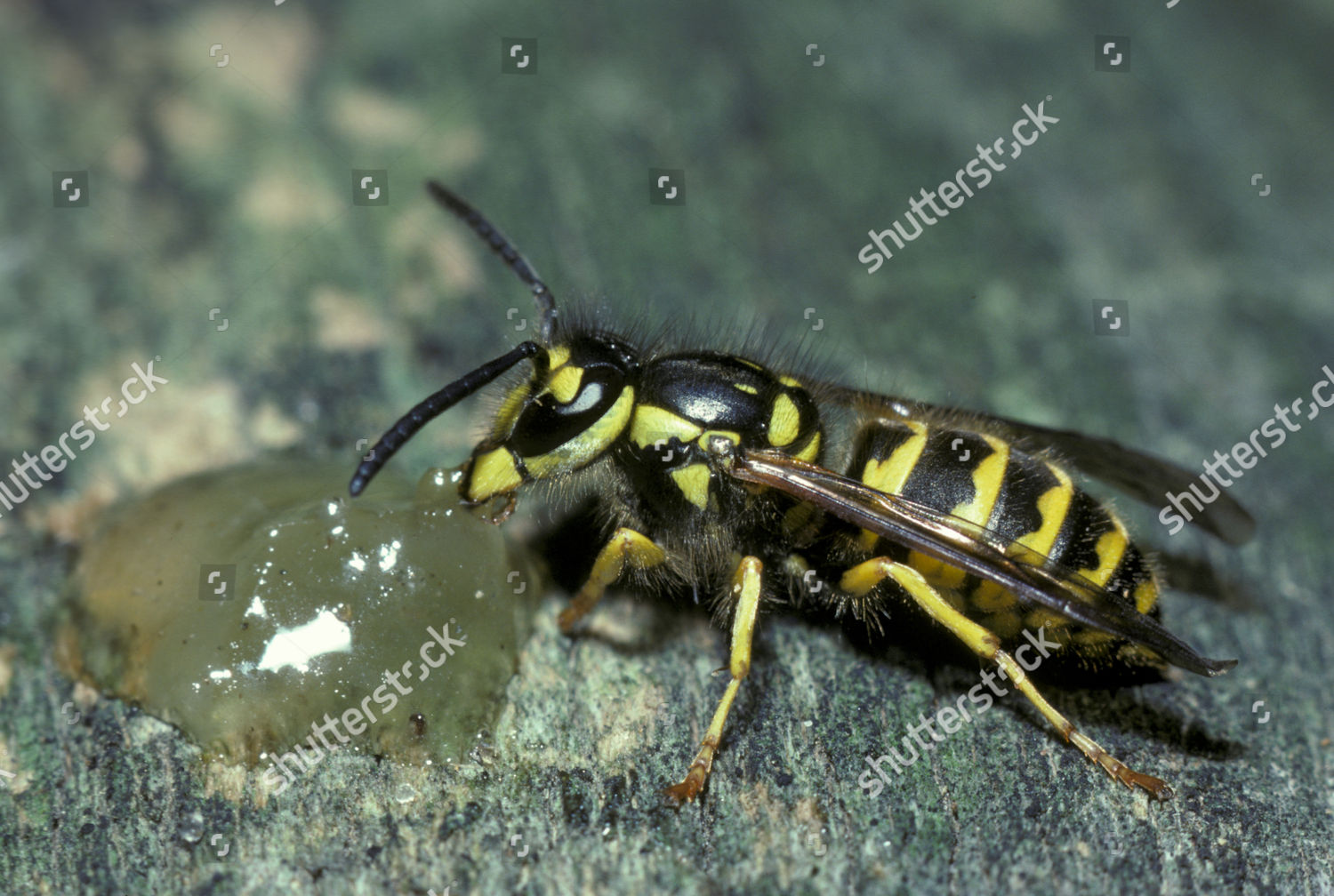 EASTERN YELLOW JACKET YELLOWJACKET VESPULA MACULIFRONS Editorial Stock ...