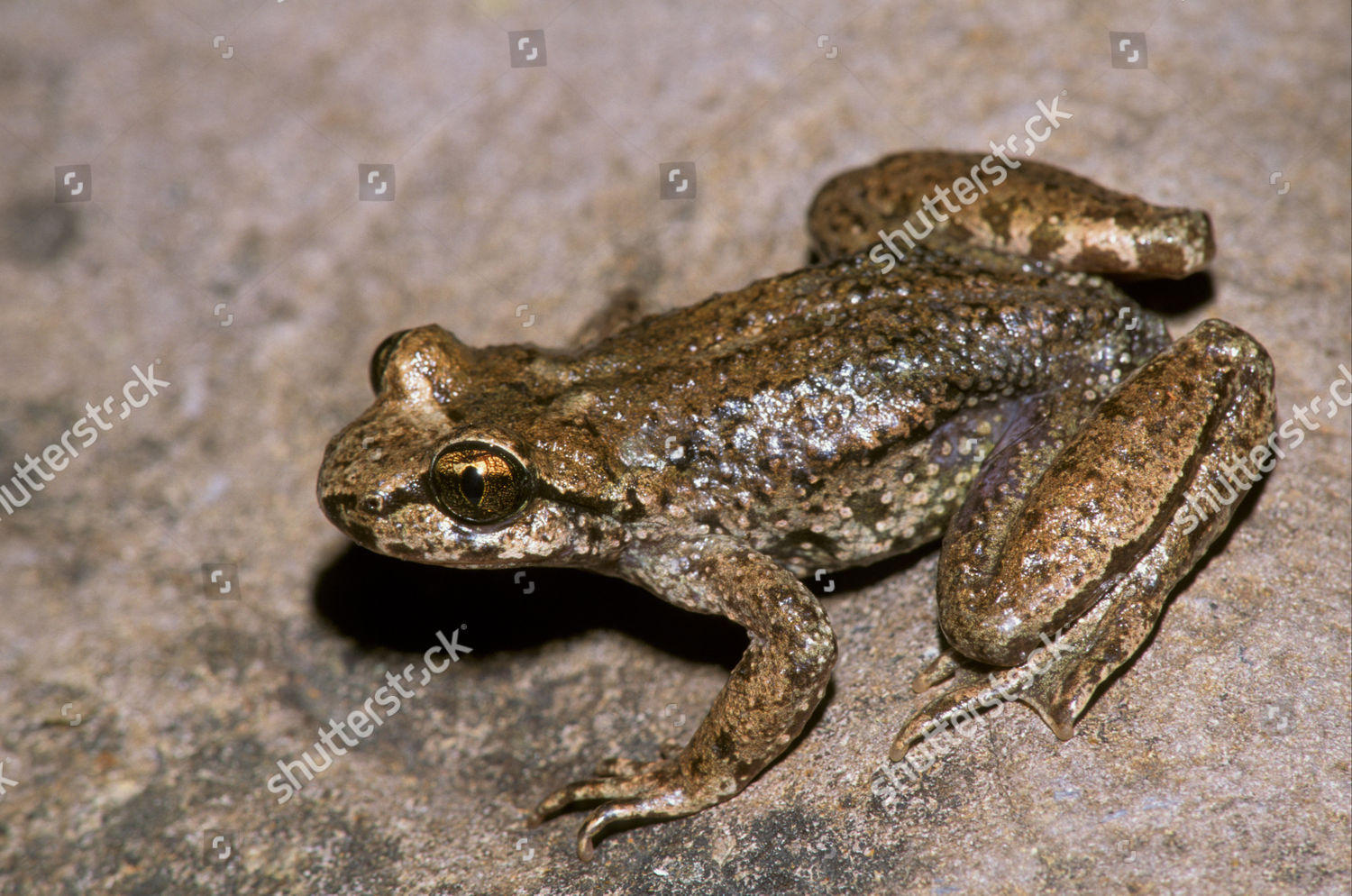 Tailed Frog Ascaphus Truei Female Oregon Editorial Stock Photo - Stock ...
