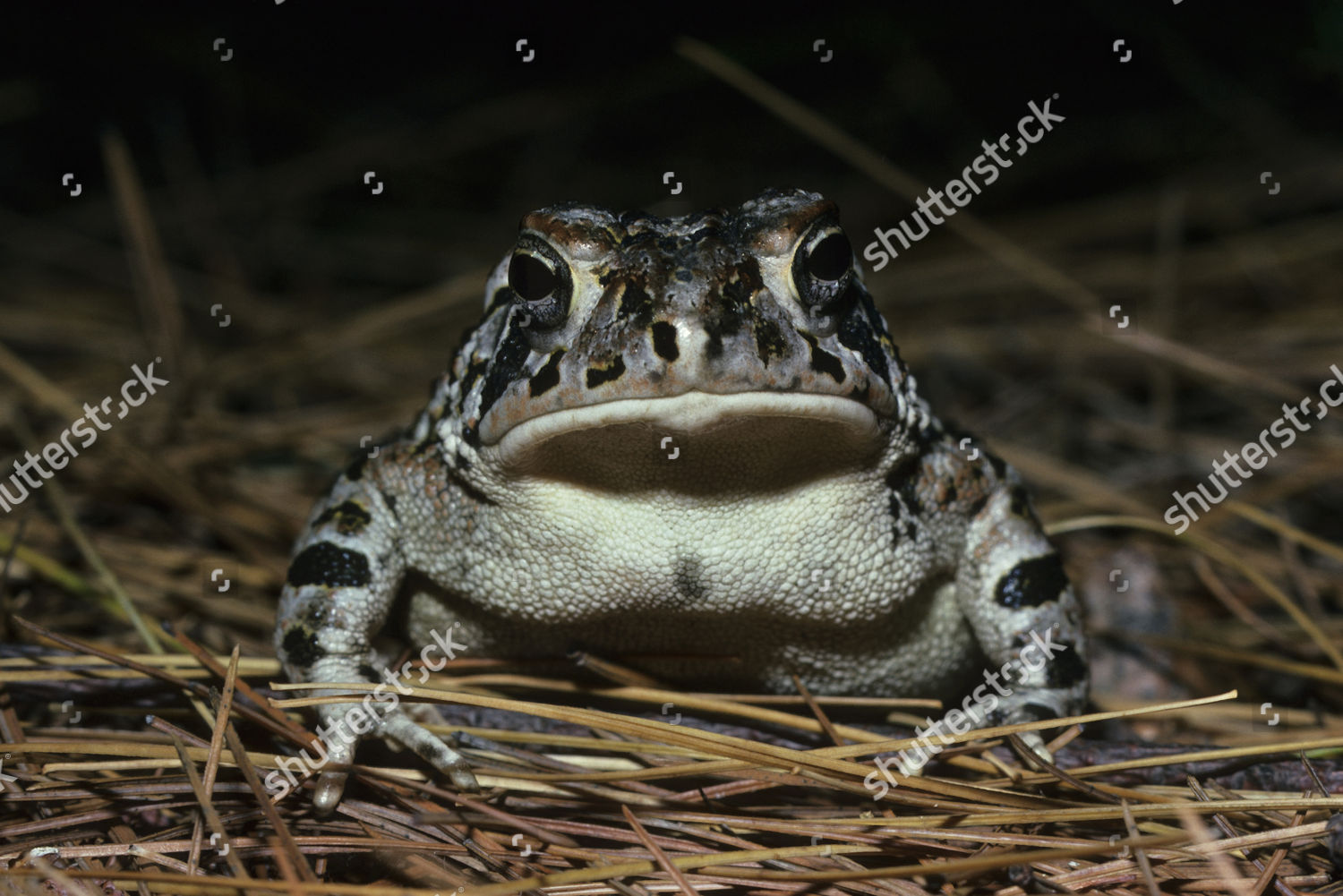 Fowlers Toad Bufo Woodhousei Fowleri On Editorial Stock Photo - Stock ...