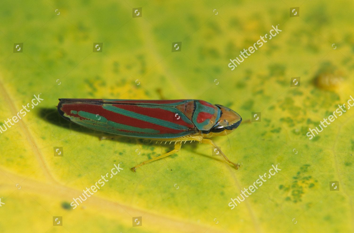 Redbanded Leafhopper Scarletandgreen Leafhopper Redandblue Leafhopper ...