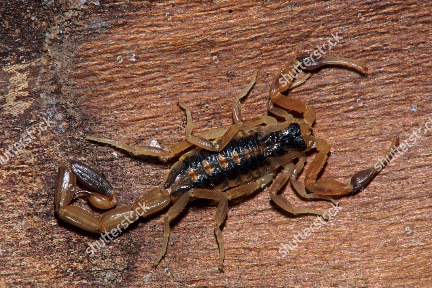 Brown Bark Scorpion Centruroides Gracilis Adult Editorial Stock Photo ...
