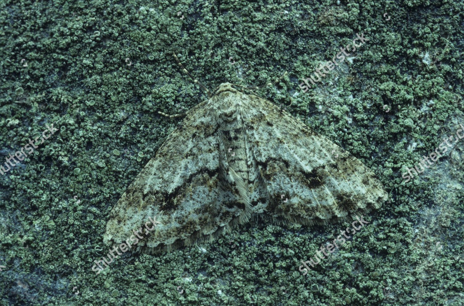 Engrailed Moth Ectropis Crepuscularia First Brood Editorial Stock Photo ...