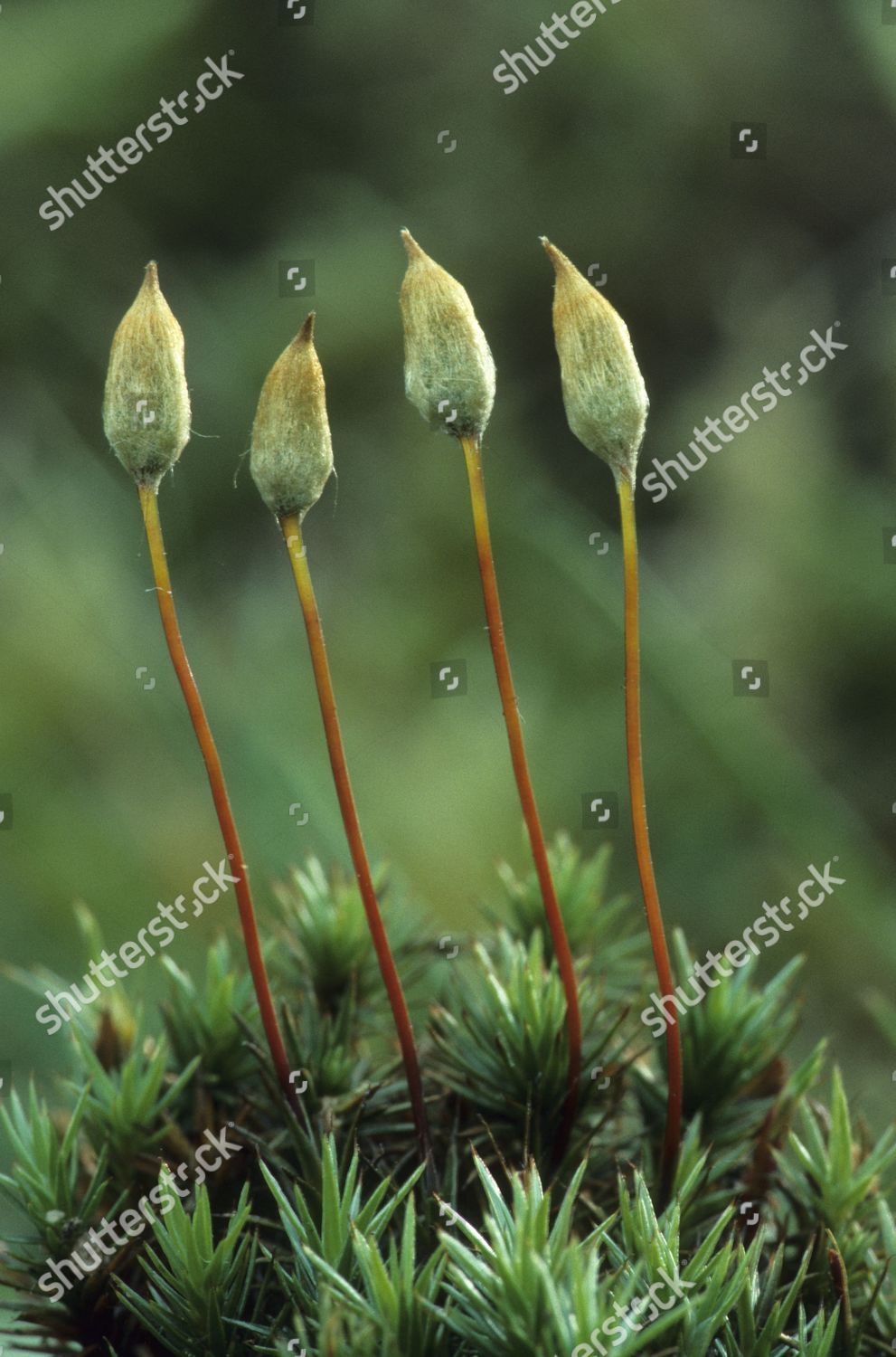 Britishpointed Hairmoss Polytrichum Piliferum Spore Capsules Editorial ...