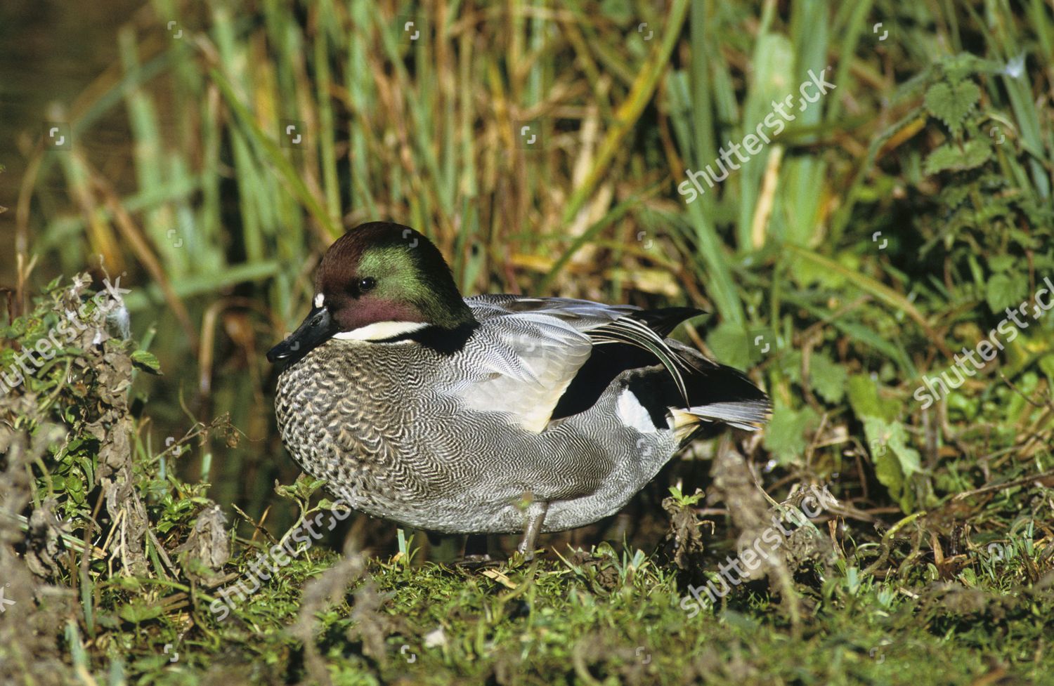 Falcated Teal Anas Falcata Adult Male Editorial Stock Photo - Stock ...