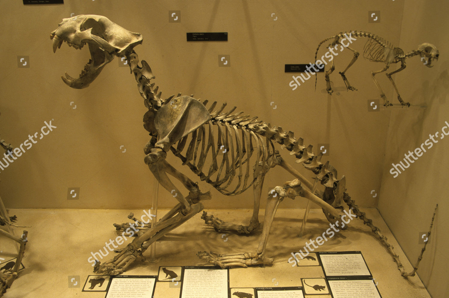 Skeleton Tiger Panthera Tigris Booth Museum Editorial Stock Photo ...