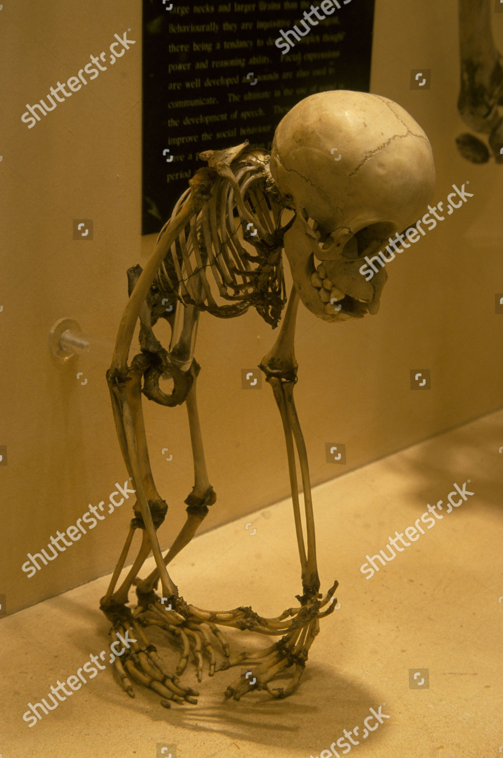 Skeleton Orangutan Pongo Pygmaeus Juvenile Booth Editorial Stock Photo ...