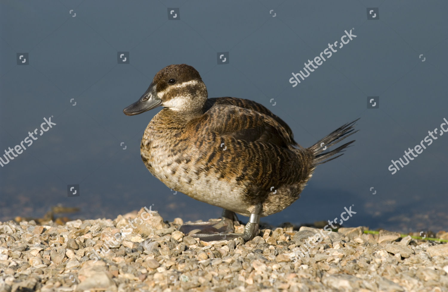 Ruddy Duck Oxyura Jamaicensis Adult Female Editorial Stock Photo ...