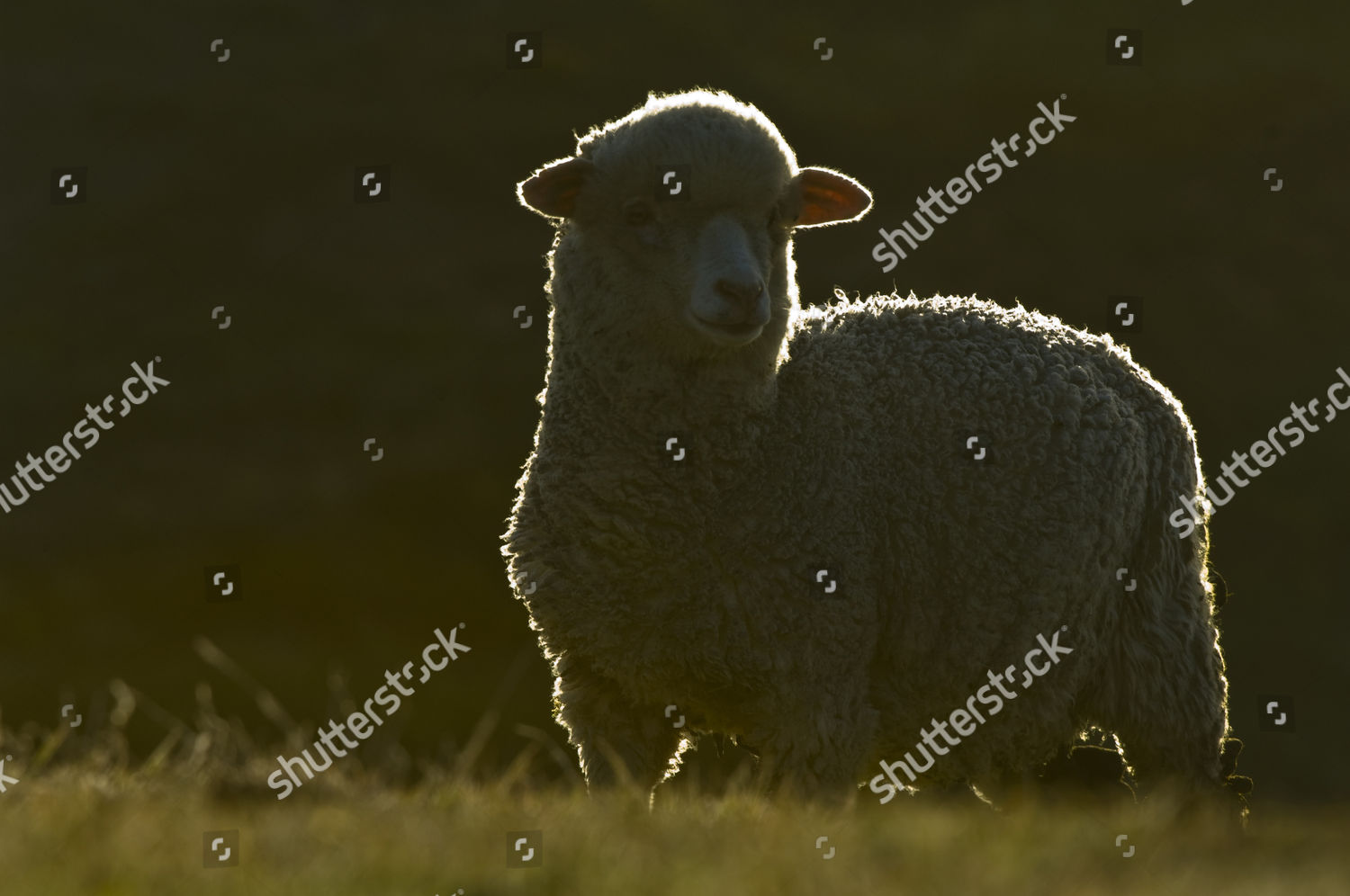Corriedale Lamb Backlit Carcass Island West Editorial Stock Photo ...