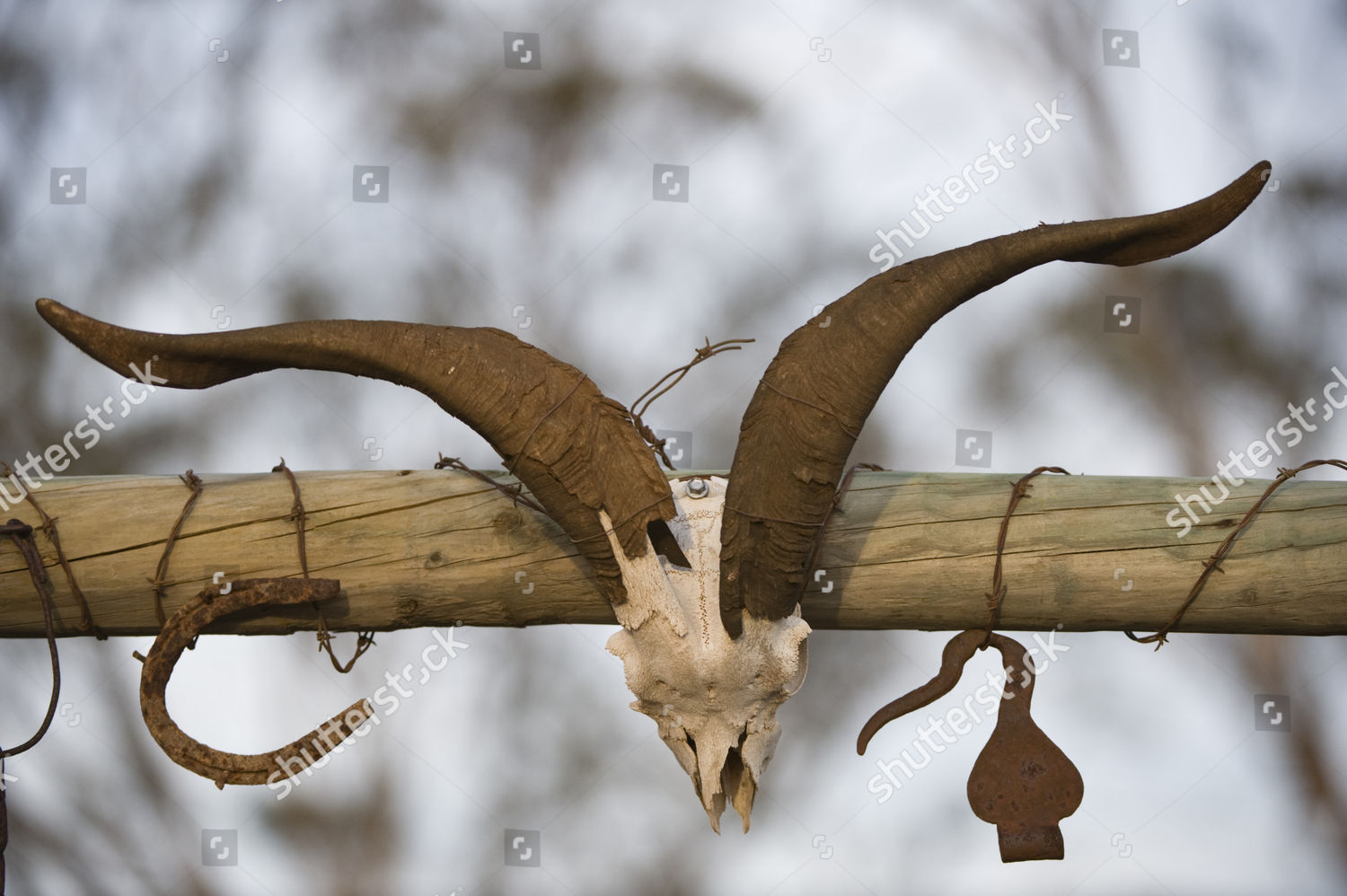 Sheep Skull Horns Rusty Barbed Wire Editorial Stock Photo - Stock Image ...