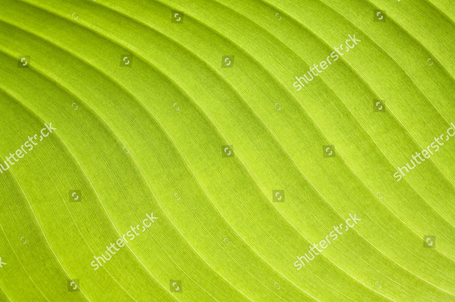 Banana Musa Sp Closeup Leaf Undulating Editorial Stock Photo - Stock ...