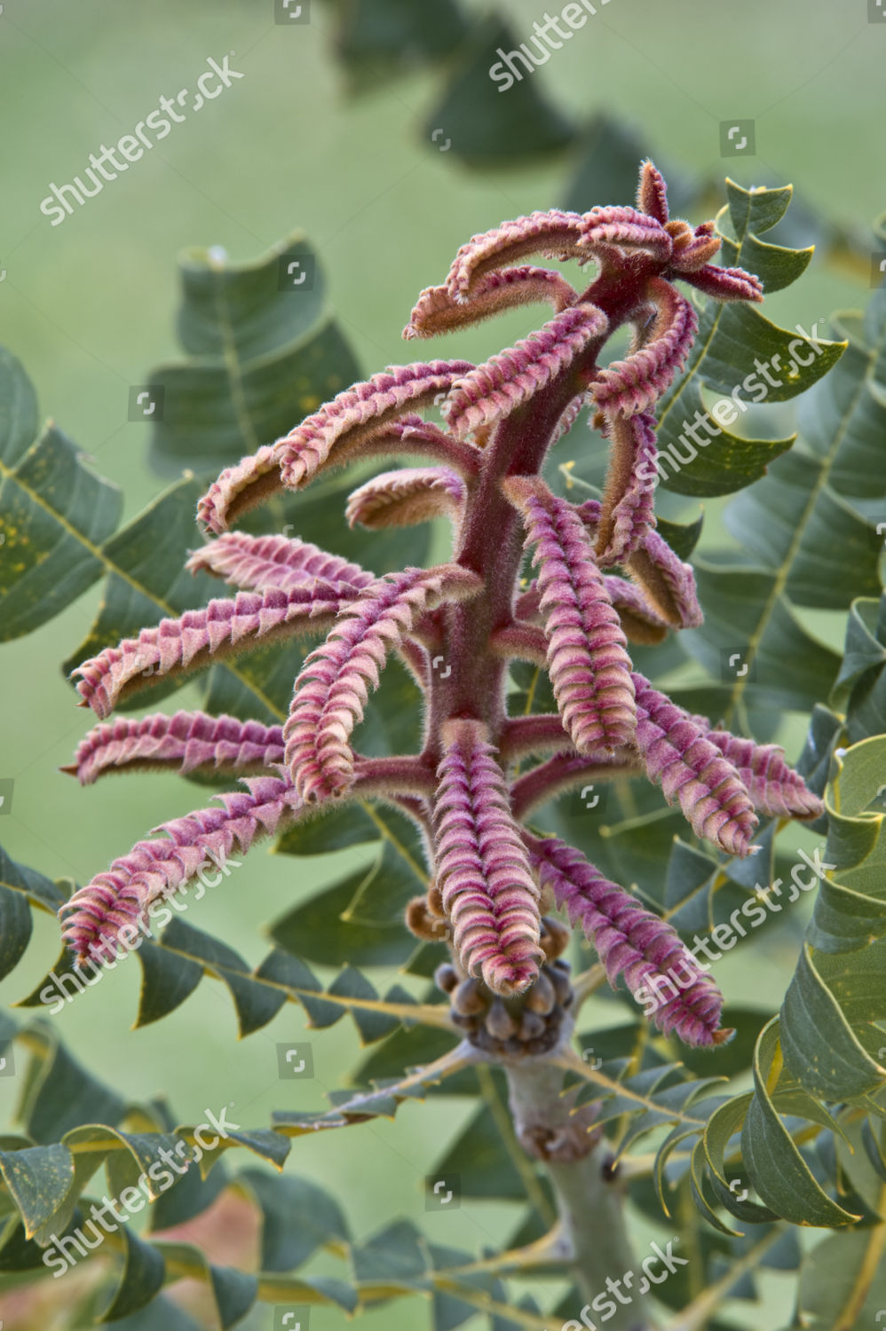 Bull Banksia Giant Banksia Mangite Banksia Editorial Stock Photo ...