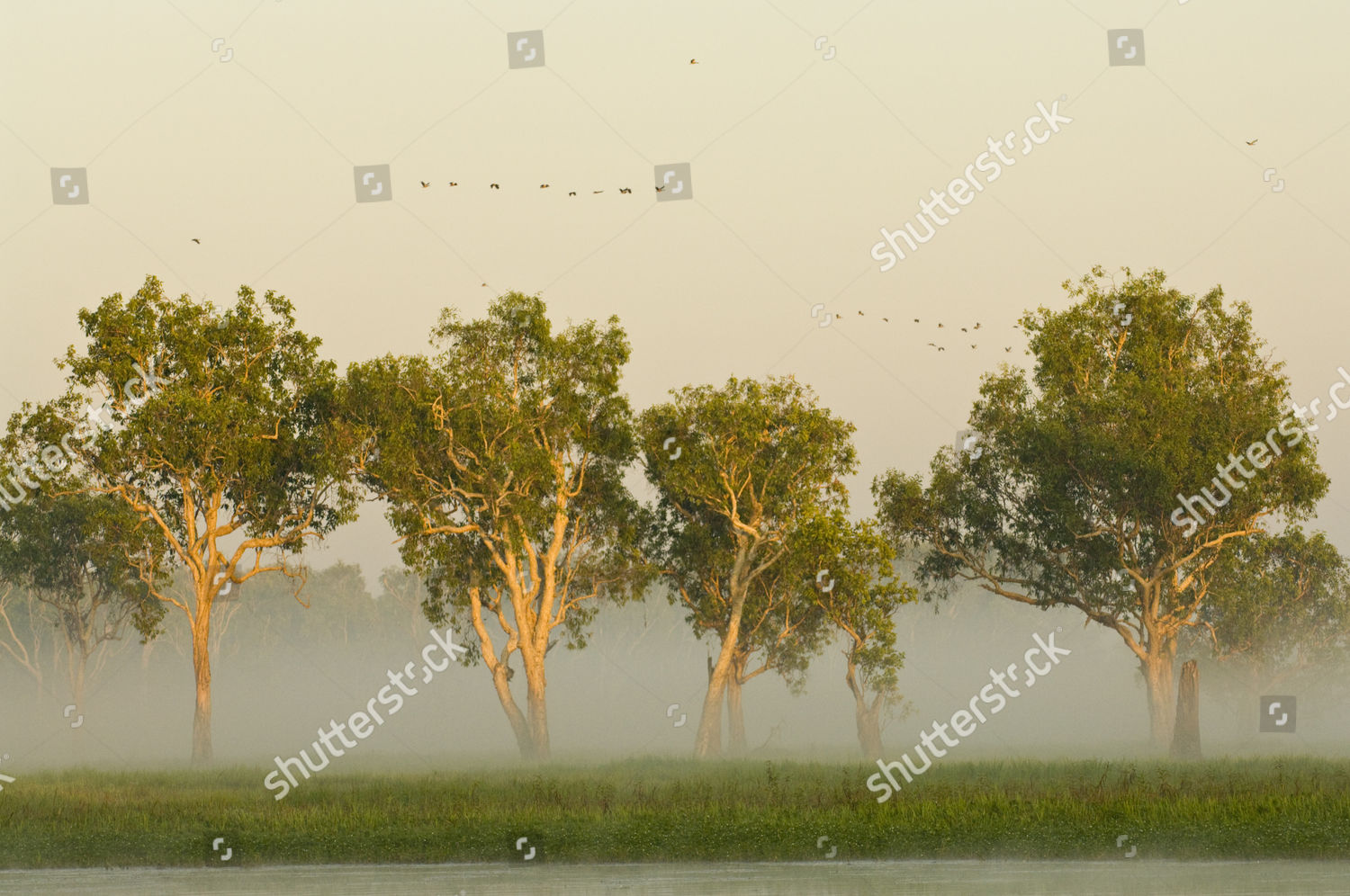 Billabong Habitat Trees Magpie Goose Flock Editorial Stock Photo ...