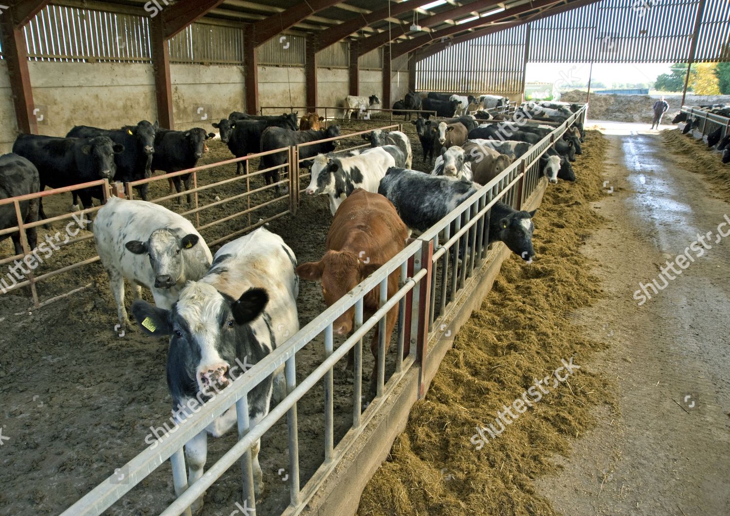 Domestic Cattle Bos Primigenius Taurus Beef Editorial Stock Photo ...