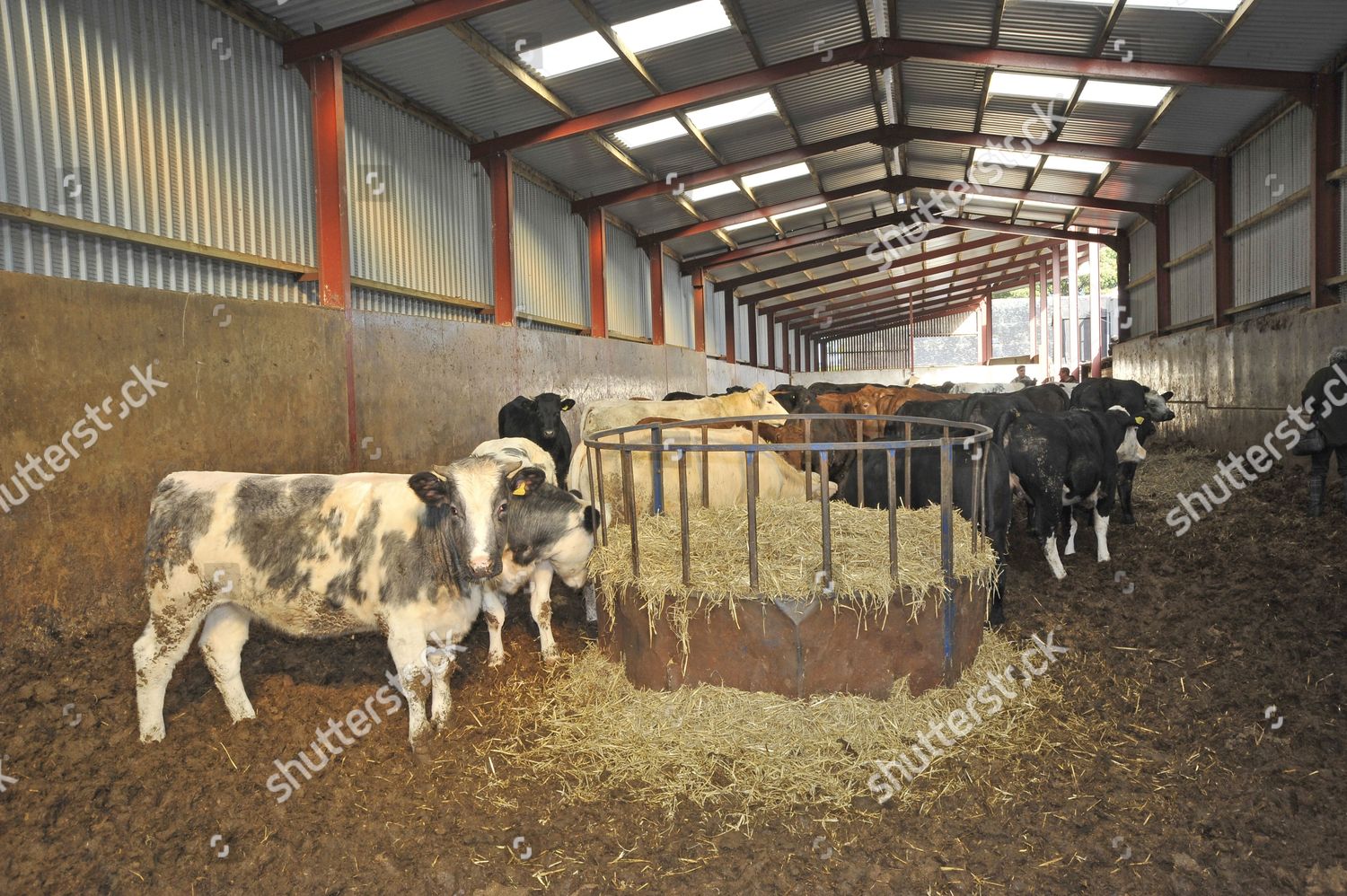 Domestic Cattle Bos Primigenius Taurus Beef Editorial Stock Photo ...