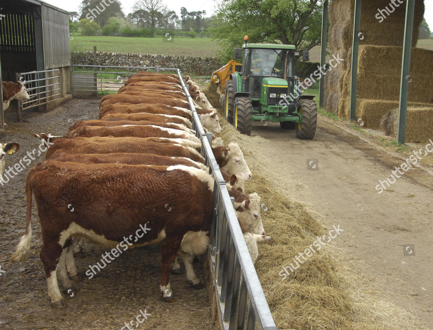 Domestic Cattle Bos Primigenius Taurus Hereford Editorial Stock Photo ...