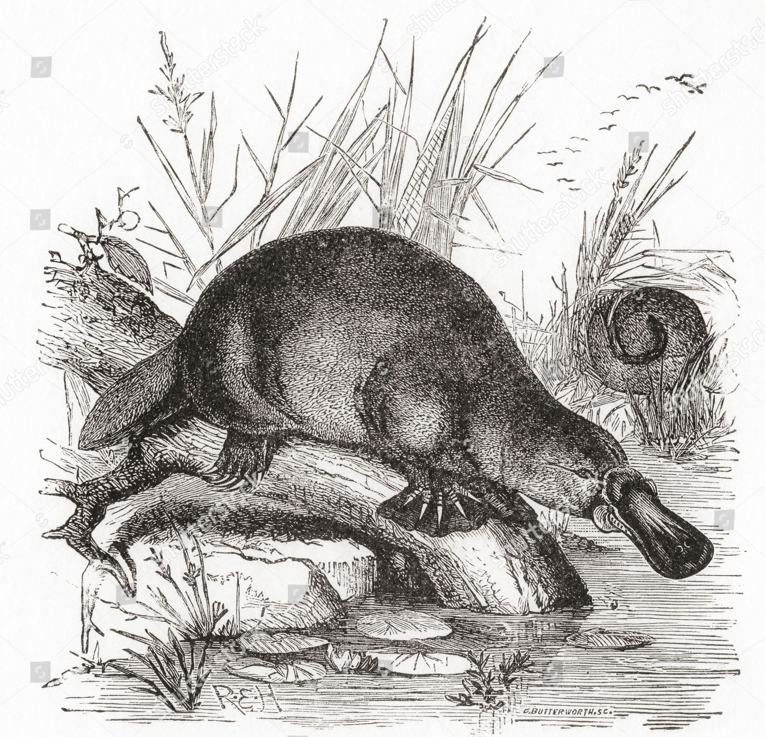 Duckbilled Platypus Ornithorhynchus Anatinus Life By Editorial Stock ...