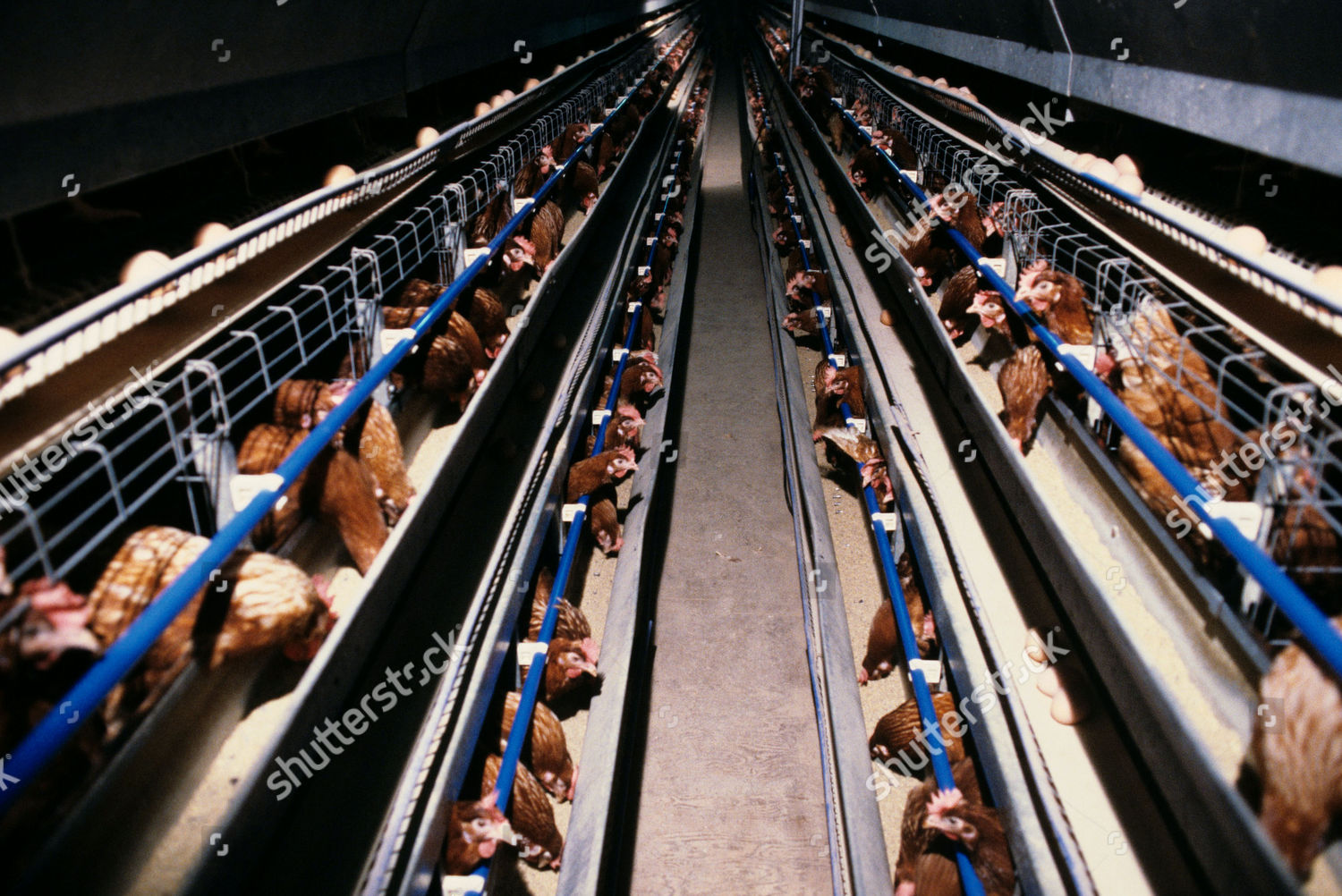 Battery Egg Laying Hens Hen House Editorial Stock Photo - Stock Image ...